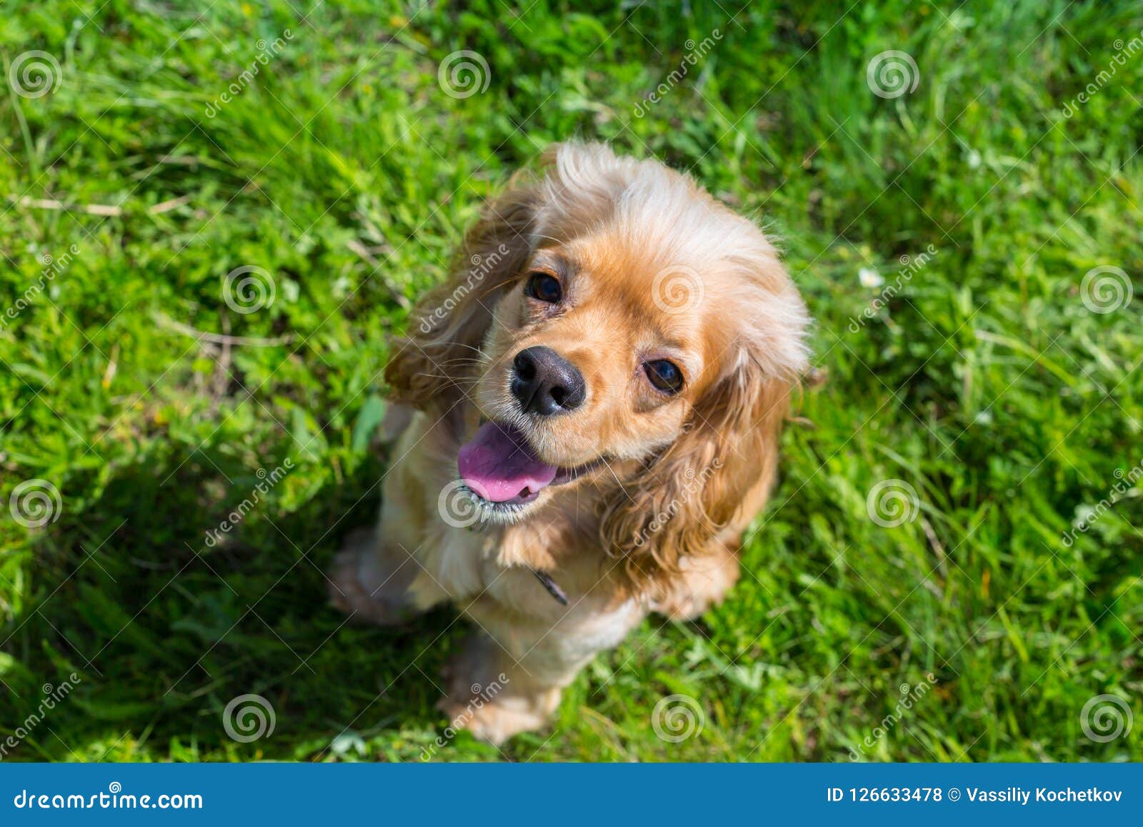 Beautiful Cocker Spaniel on the Green Grass Stock Photo - Image of ...