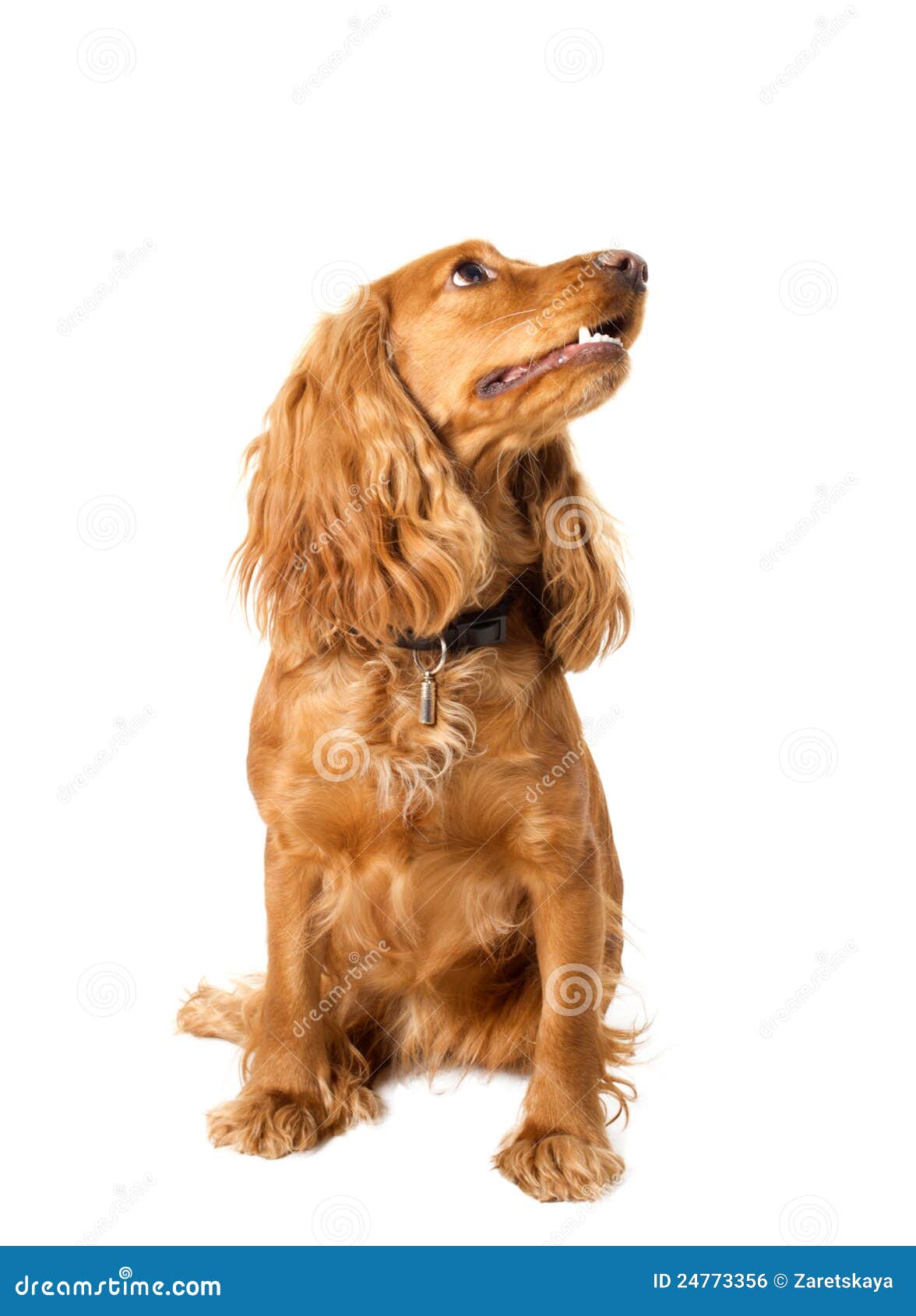 Beautiful Cocker Spaniel Sitting Stock Photo - Image of cocker, breed ...