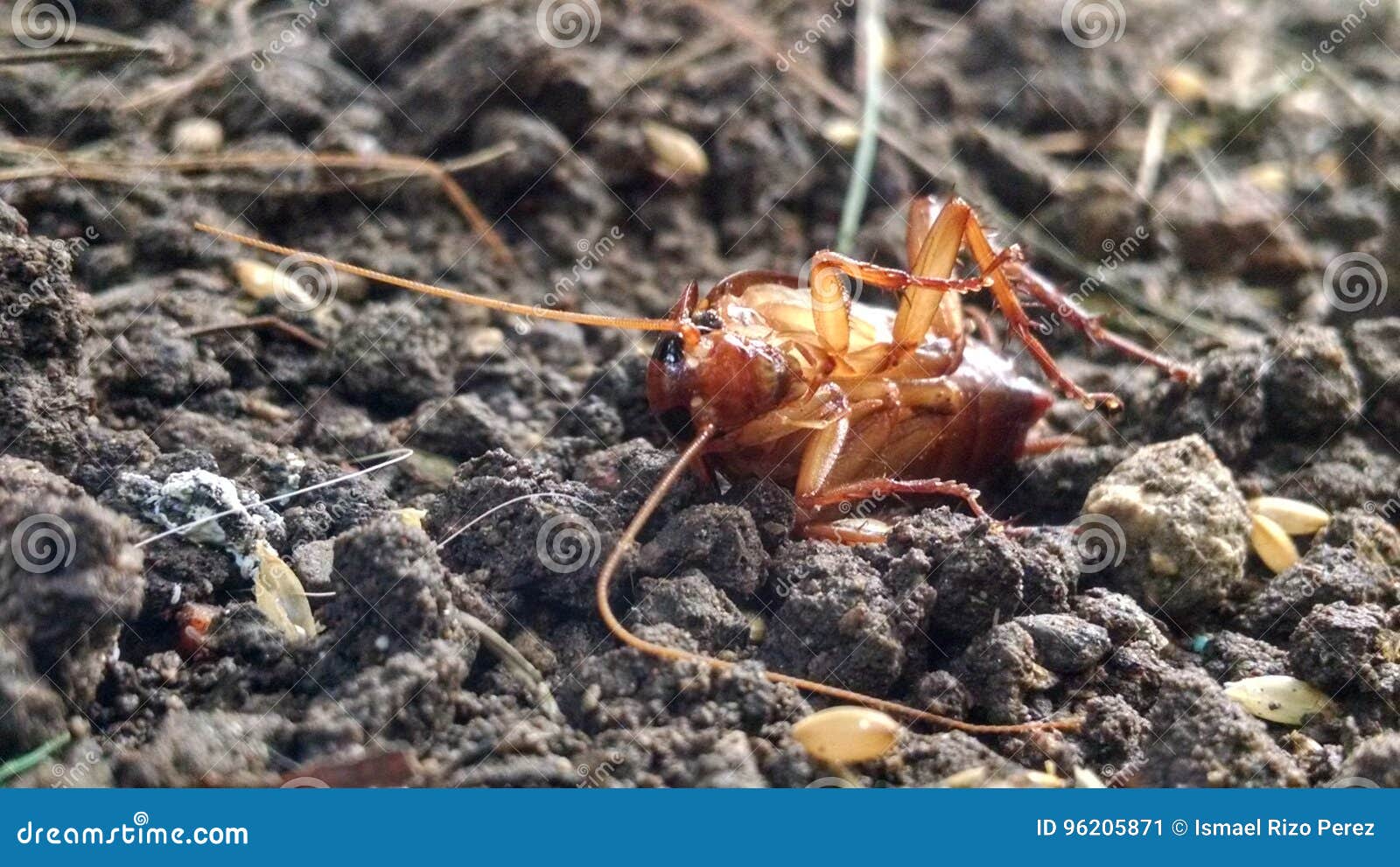 Beautiful cockroach stock image. Image of cockroach, ground - 96205871