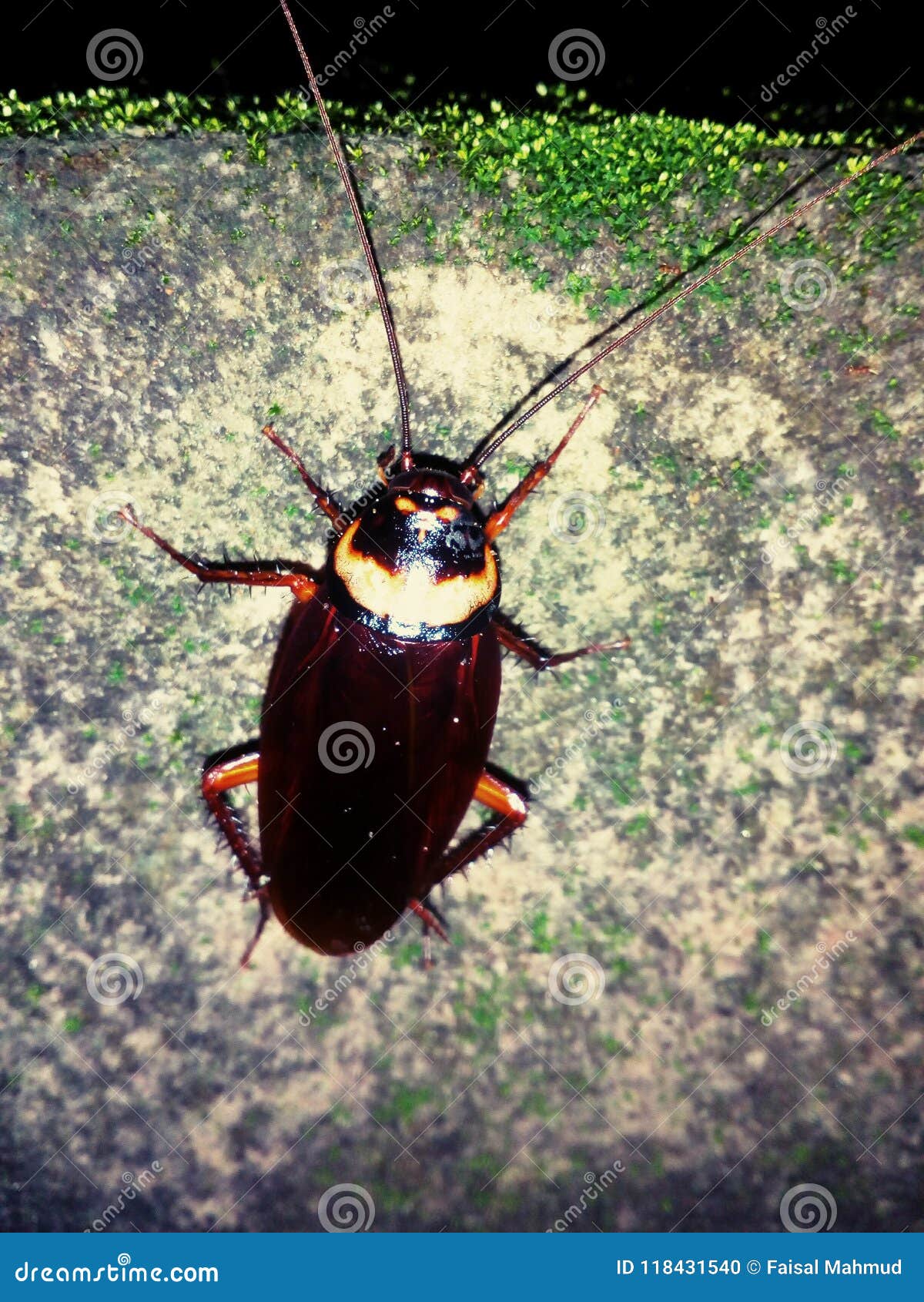 A beautiful cockroach stock photo. Image of nature, cockroach - 118431540