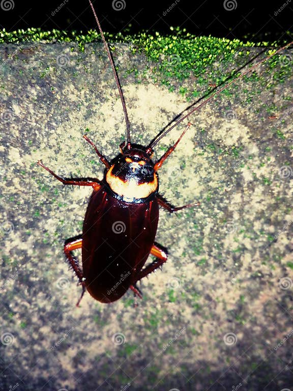 A beautiful cockroach stock photo. Image of nature, cockroach - 118431540