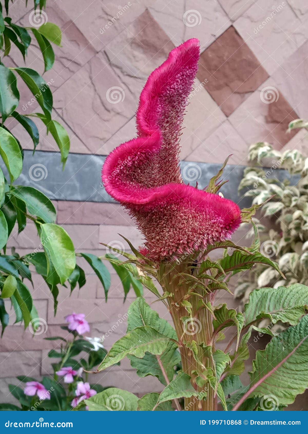 Beautiful Cockscomb Flower. Pink Velvet Flower Stock Photo - Image of ...