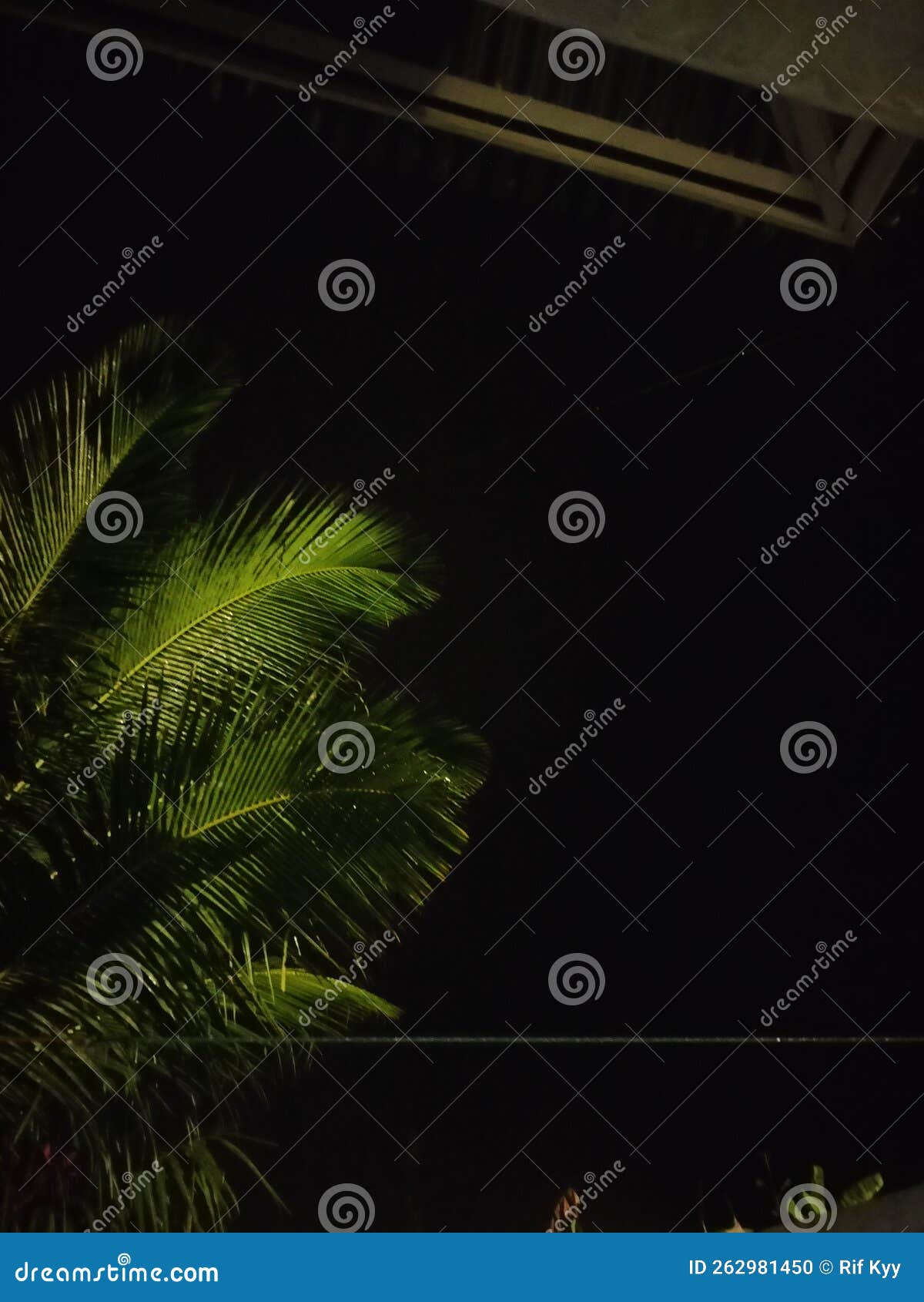 Beautiful Coconut Fronds in the Dark of the Night Stock Photo - Image ...
