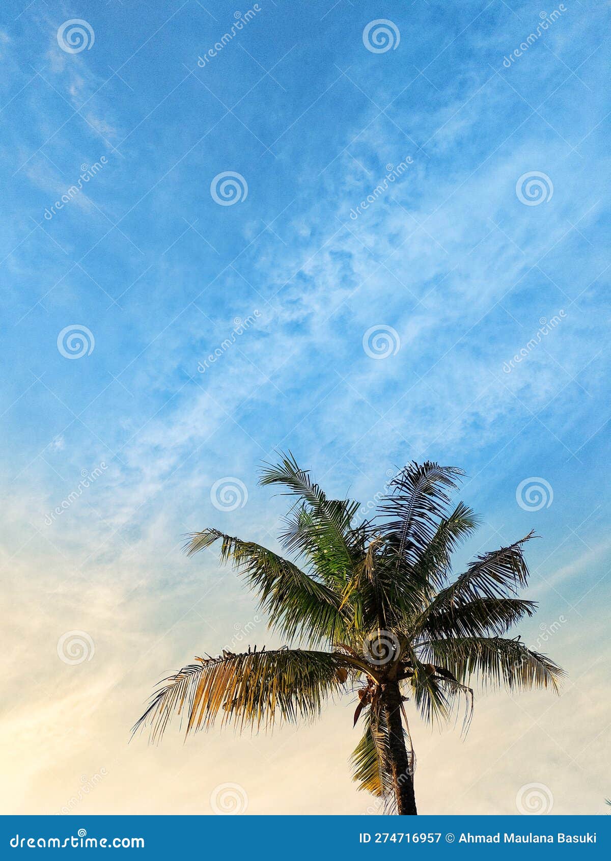 The Beautiful Coconut Tree stock image. Image of sunset - 274716957