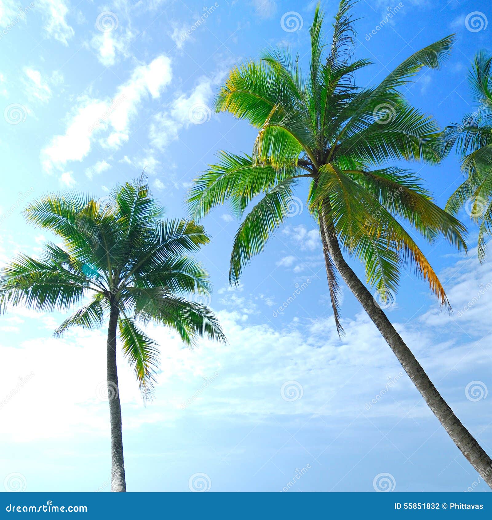 Beautiful Coconut Tree on Beach Over Sea Stock Photo - Image of coconut ...