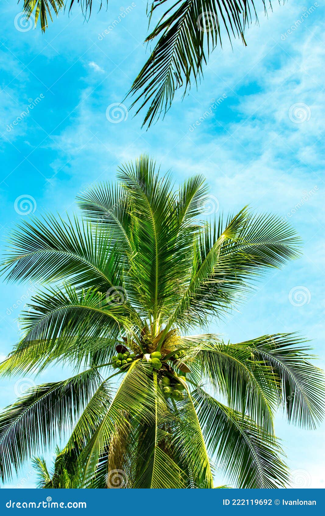 Coconut Tree with Blue Sky Background Stock Photo - Image of island ...