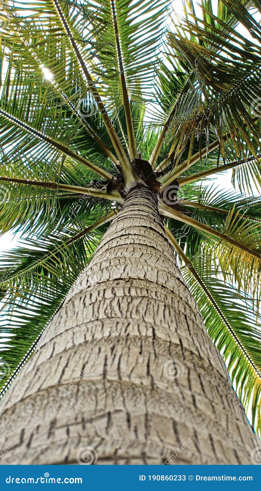 Beautiful Coconut Tree from Lower Angle Stock Image - Image of click ...