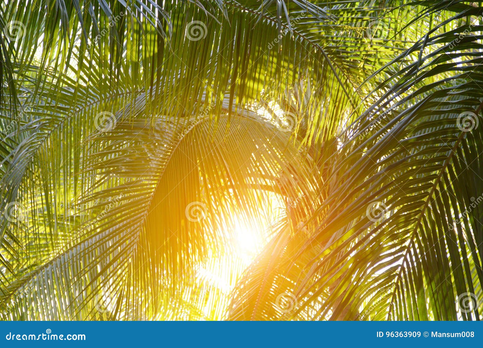 Beautiful coconut tree stock image. Image of agriculture - 96363909