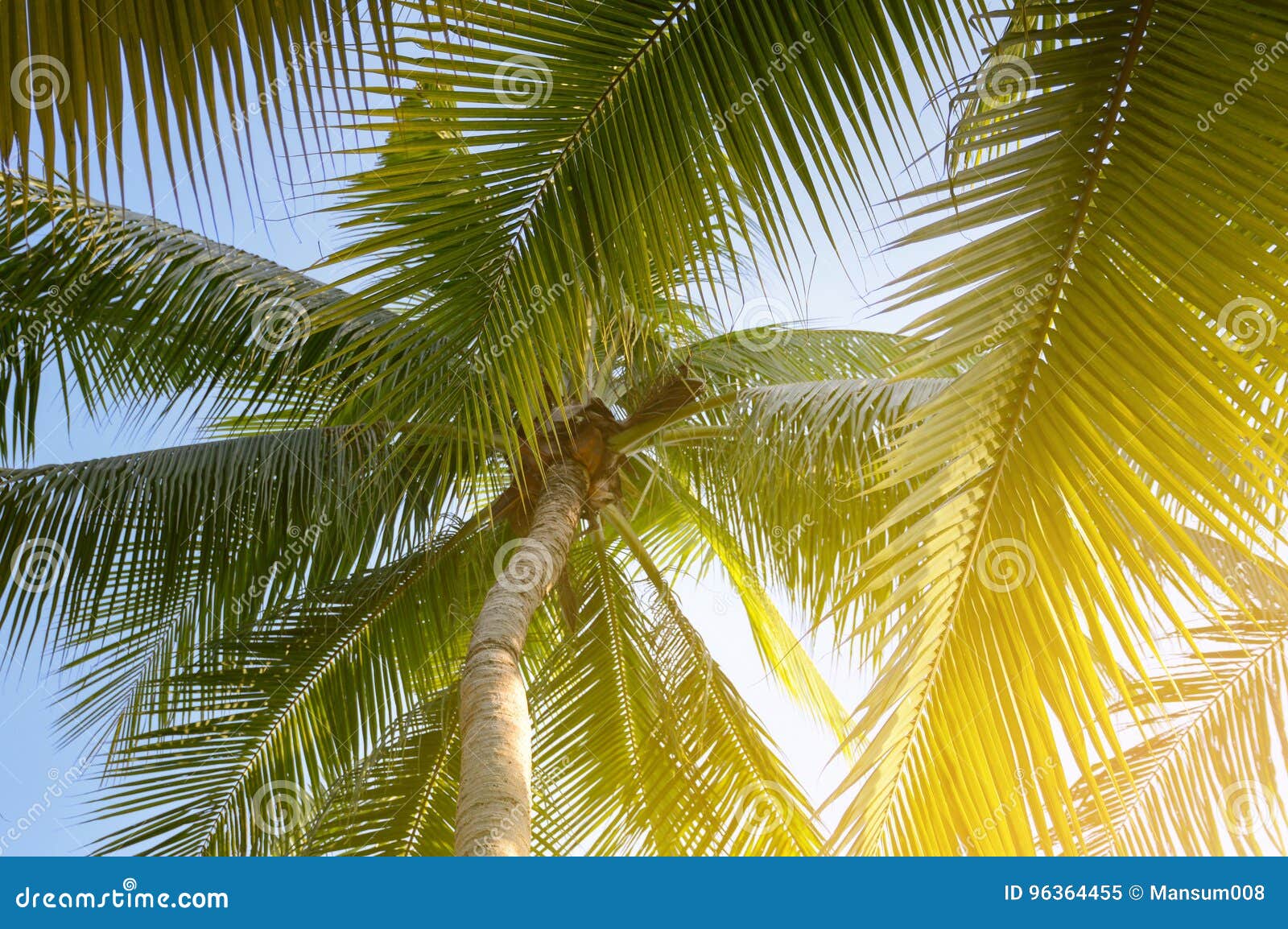 Beautiful coconut tree stock image. Image of nature, limb - 96364455