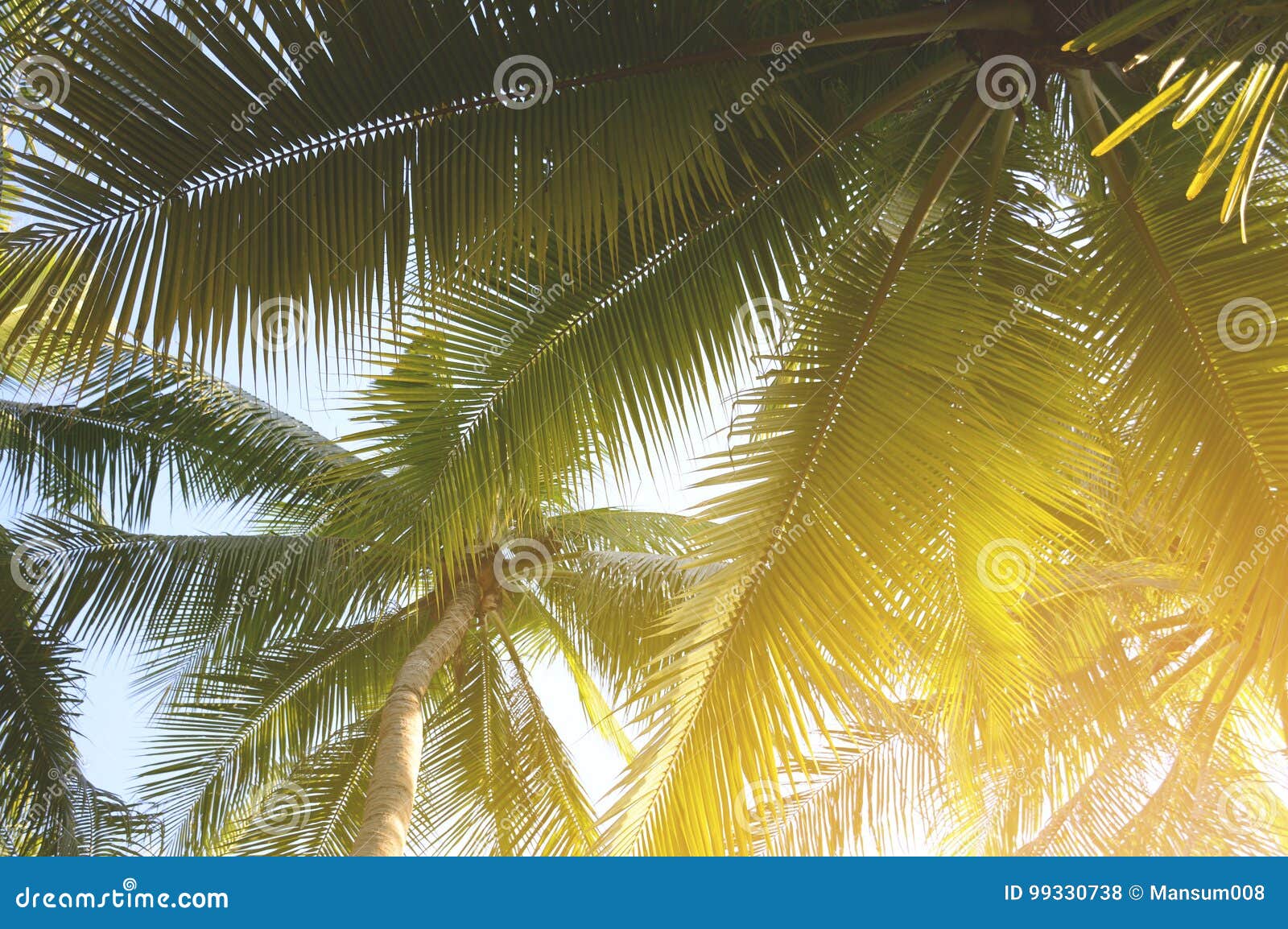 Beautiful coconut tree stock photo. Image of tree, beautiful - 99330738