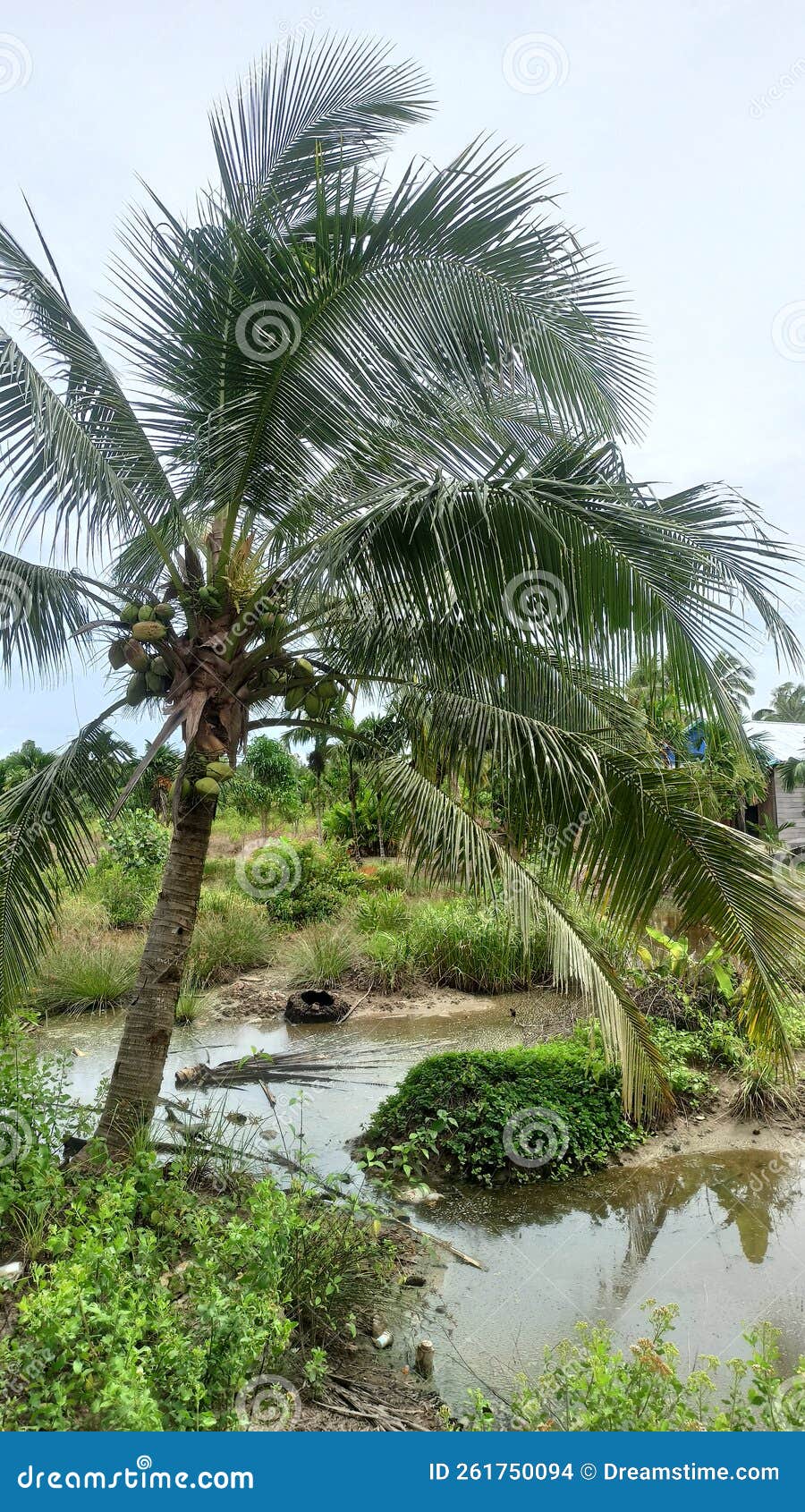 A Beautiful Coconut Tree in a Neglected Garden Stock Photo - Image of ...
