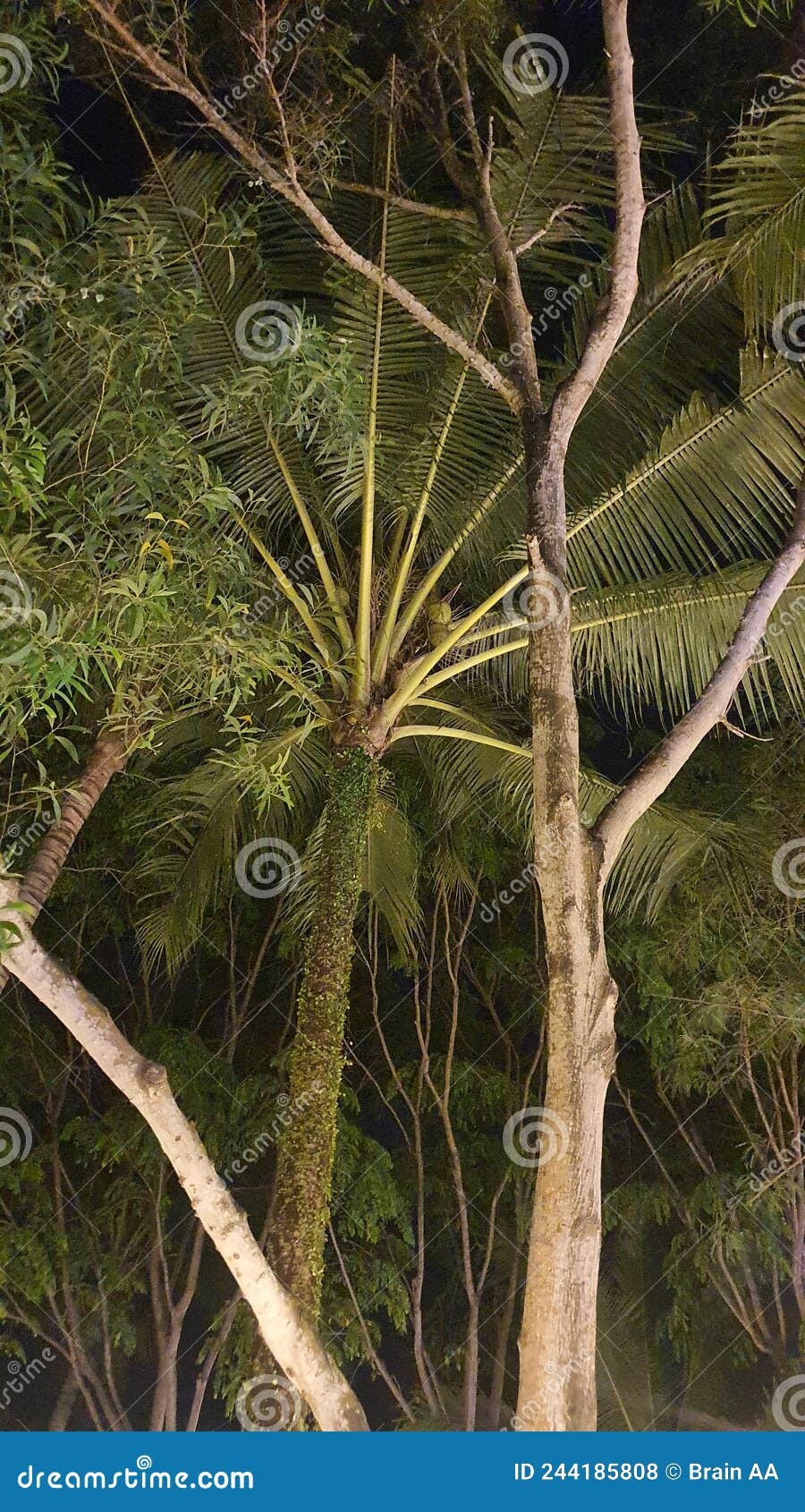 Beautiful Coconut Tree at Night Stock Photo - Image of food, vegetation ...