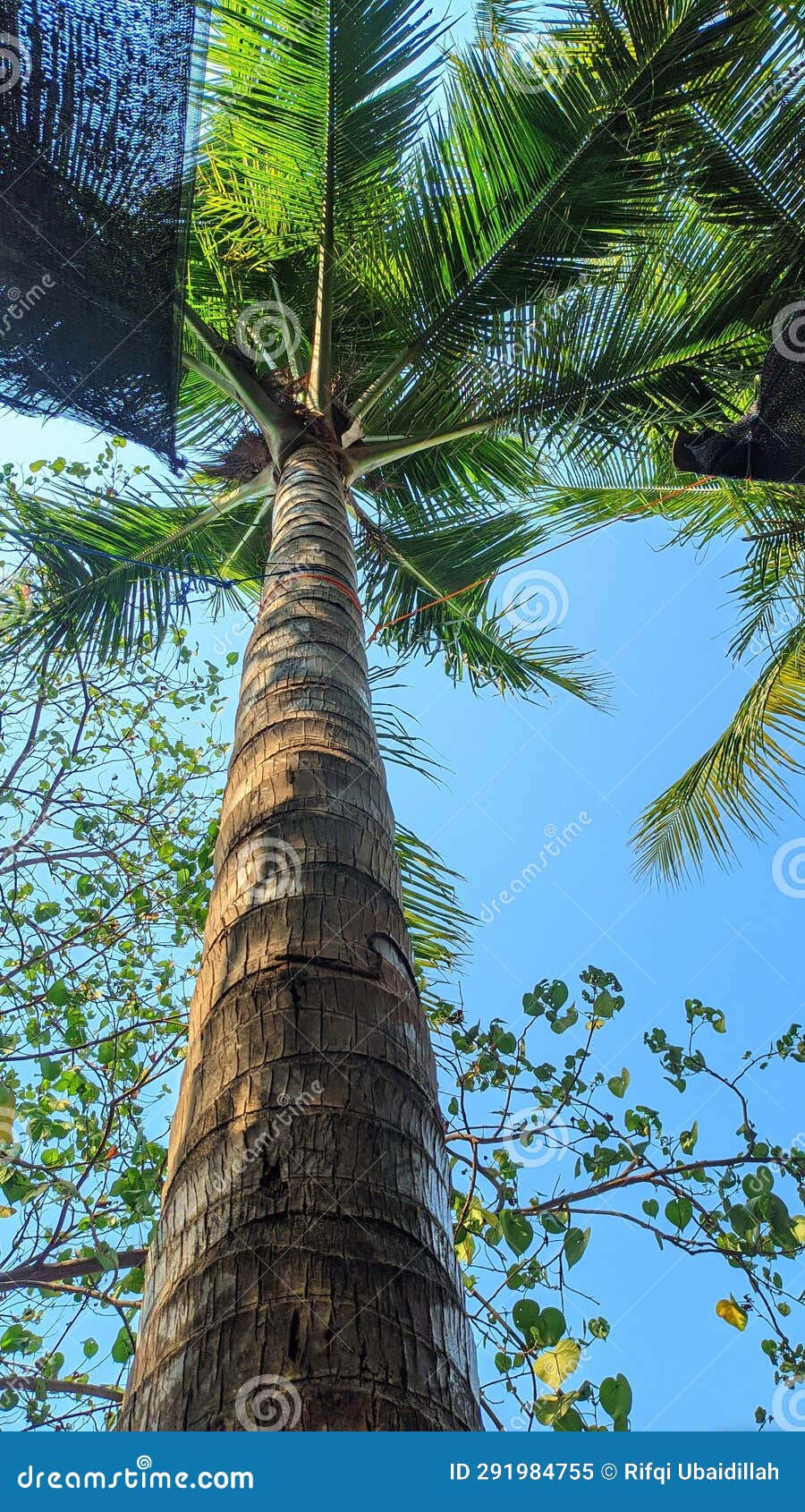 Beautiful coconut tree stock image. Image of forest - 291984755