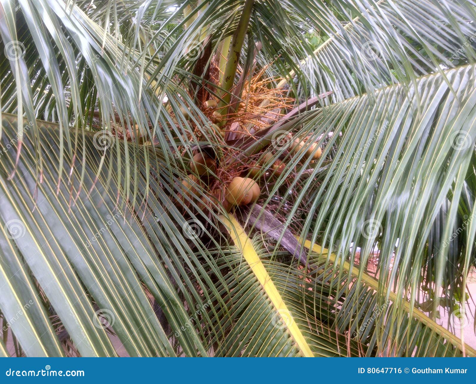Beautiful Coconut Tree View Stock Photo - Image of trees, view: 80647716