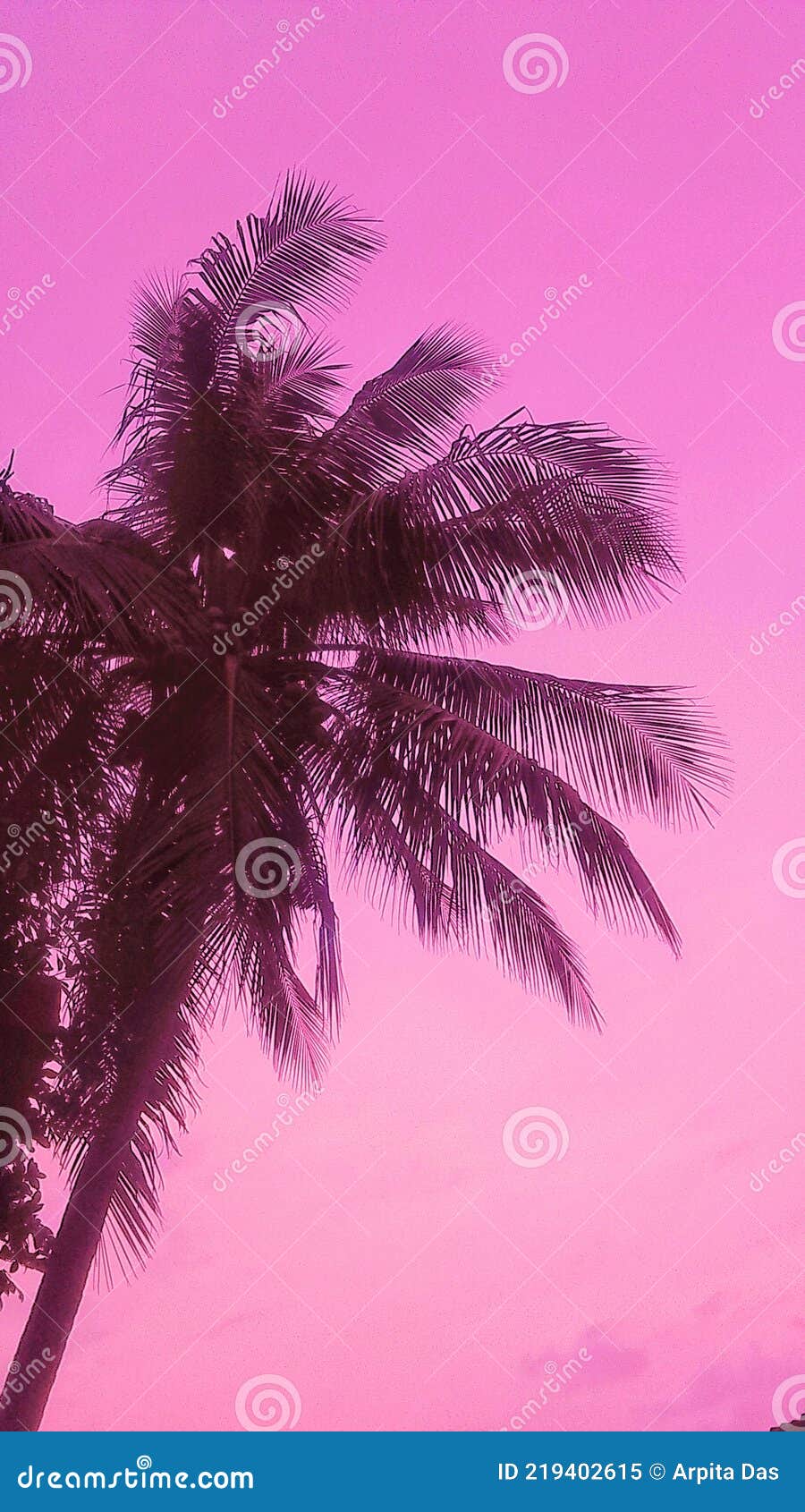 Beautiful Coconut Tree with Wonderful Sky View Stock Image - Image of ...