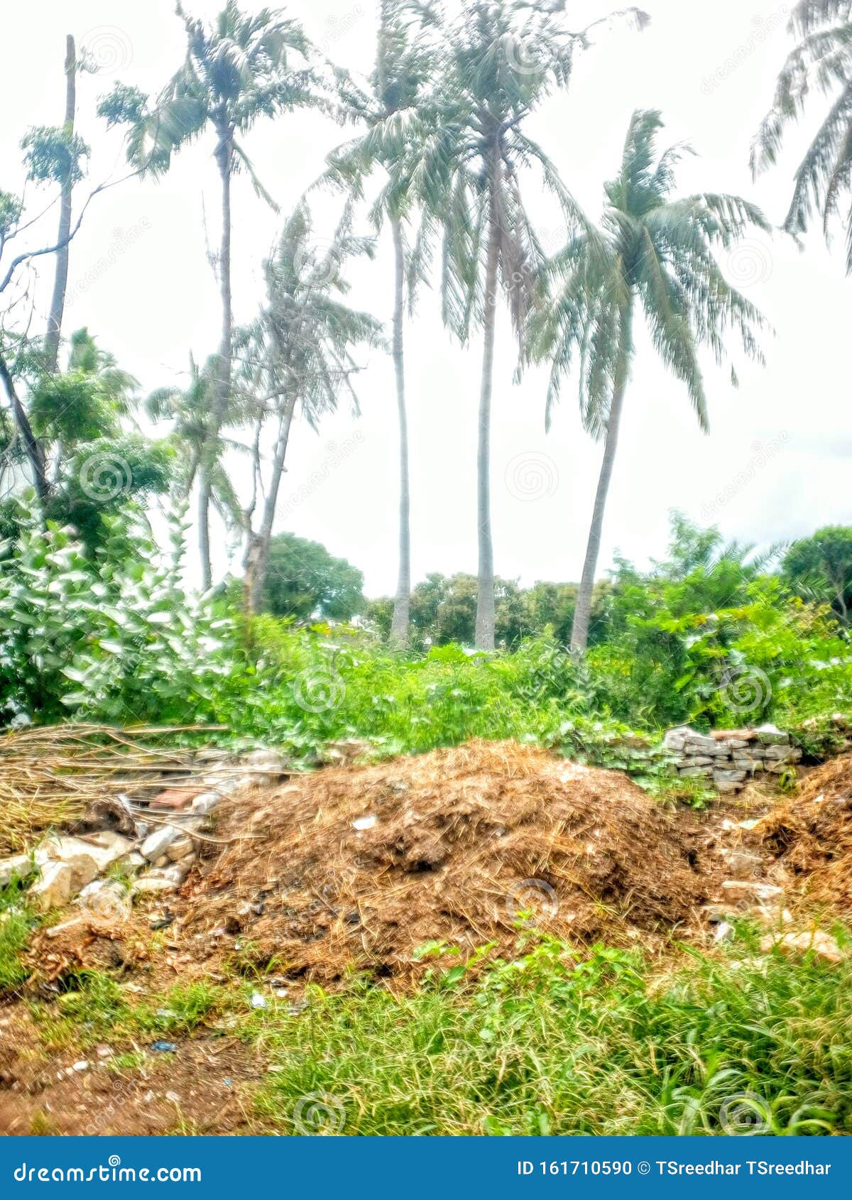 Beautiful Coconut Trees with Grass.. Stock Photo - Image of trees ...