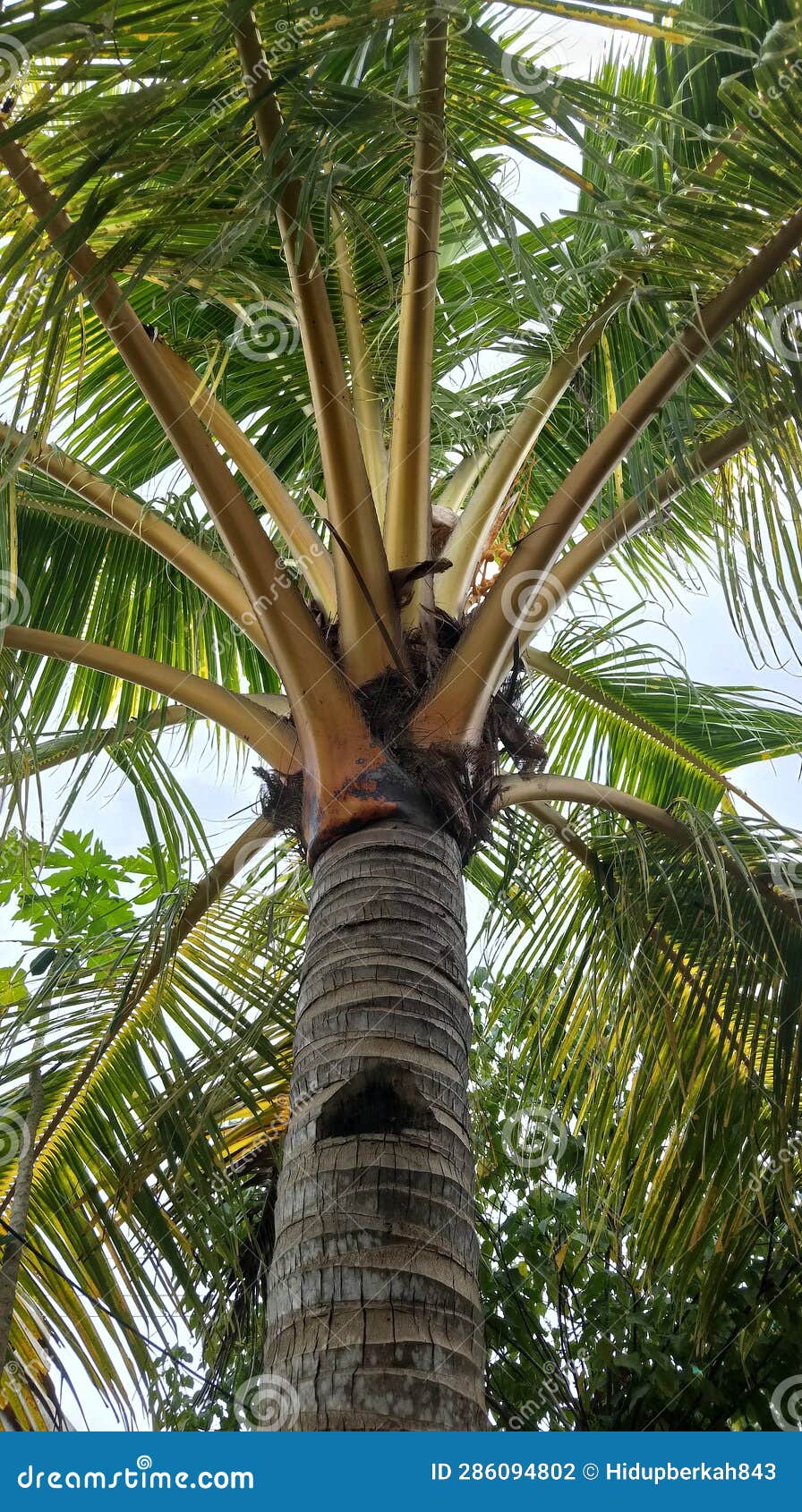 Beautiful Coconut Trees Ini the Village Stock Photo - Image of villa ...