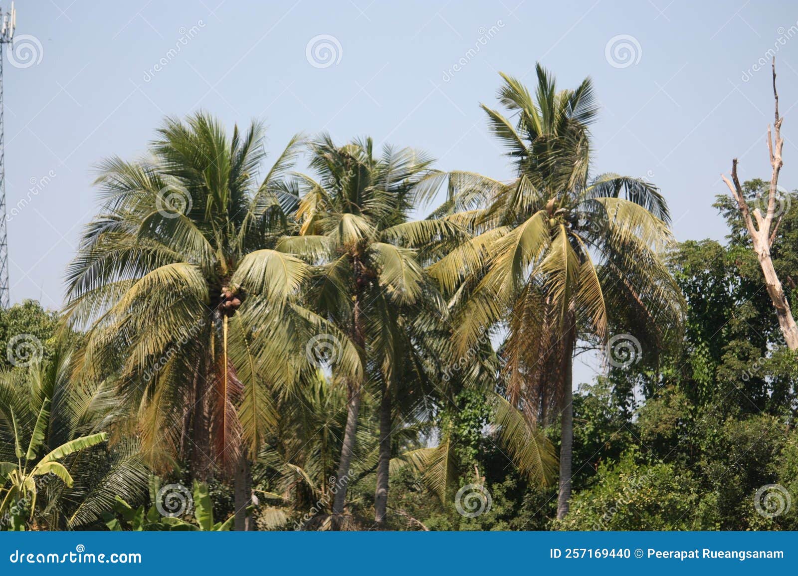 Beautiful Coconut Trees Plantations Stock Photo - Image of plantations ...