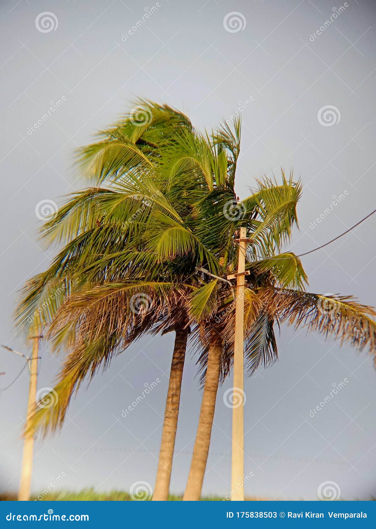 Beautiful Coconut Trees in Seashore Stock Image - Image of leaves ...