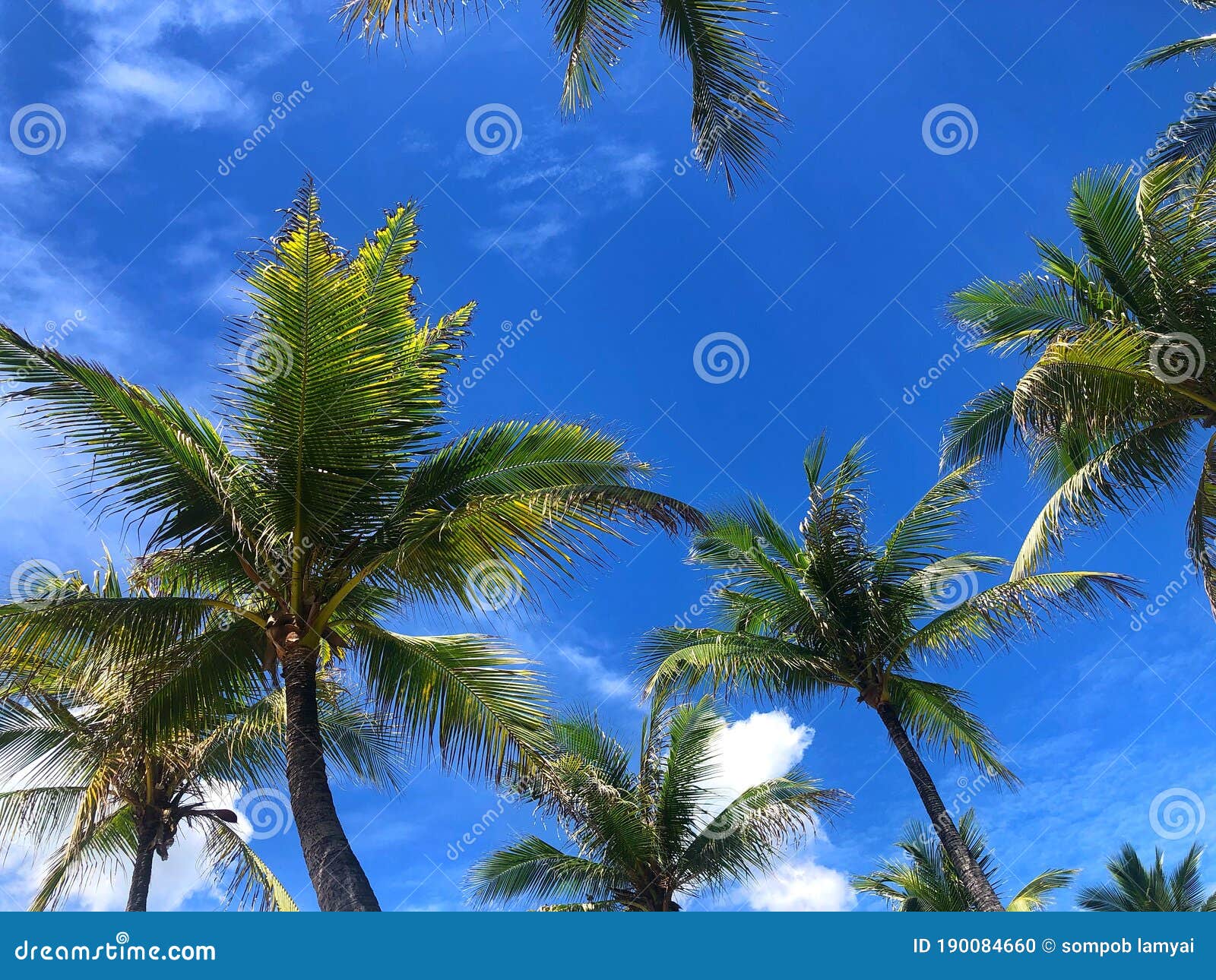 Beautiful Coconut Trees and Skies are Perfect for Creating a Background ...