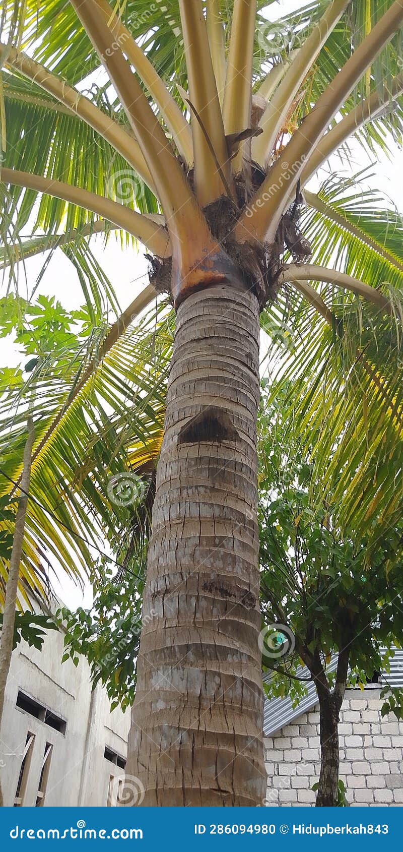Beautiful Coconut Trees in the Village Stock Photo - Image of trees ...