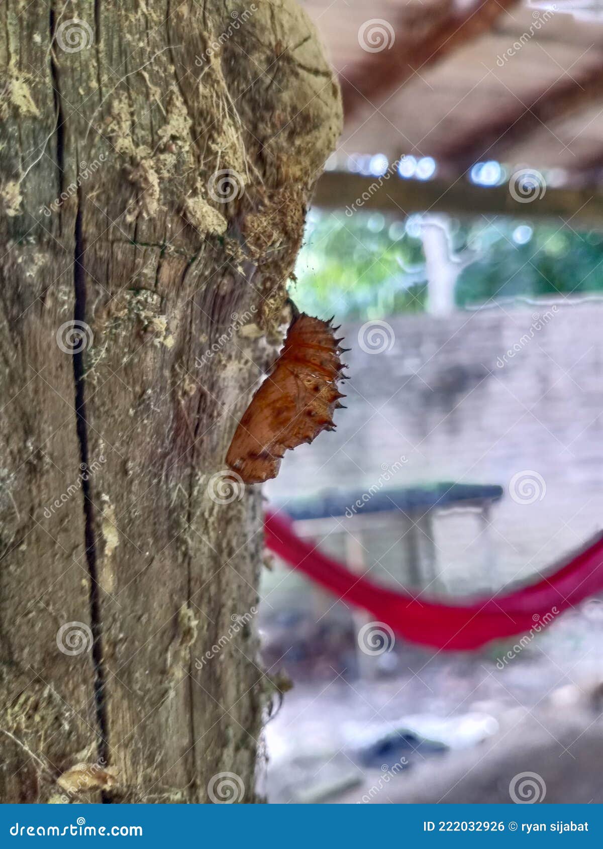 A Beautiful Cocoon Will Turn into a Beautiful Butterfly that Will ...