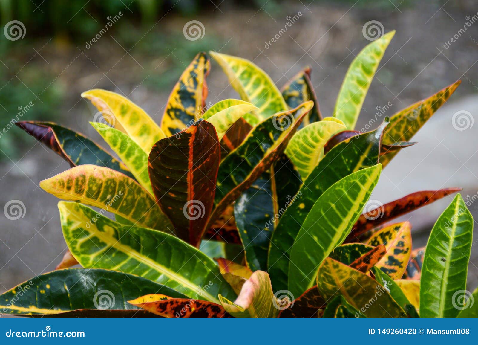 Codiaeum Variegatium Plants in Nature Garden Stock Photo - Image of ...