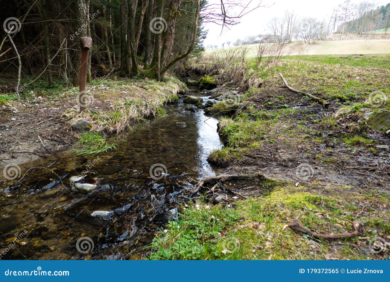 Pure Water Stream in Forest Stock Image - Image of creek, environment ...