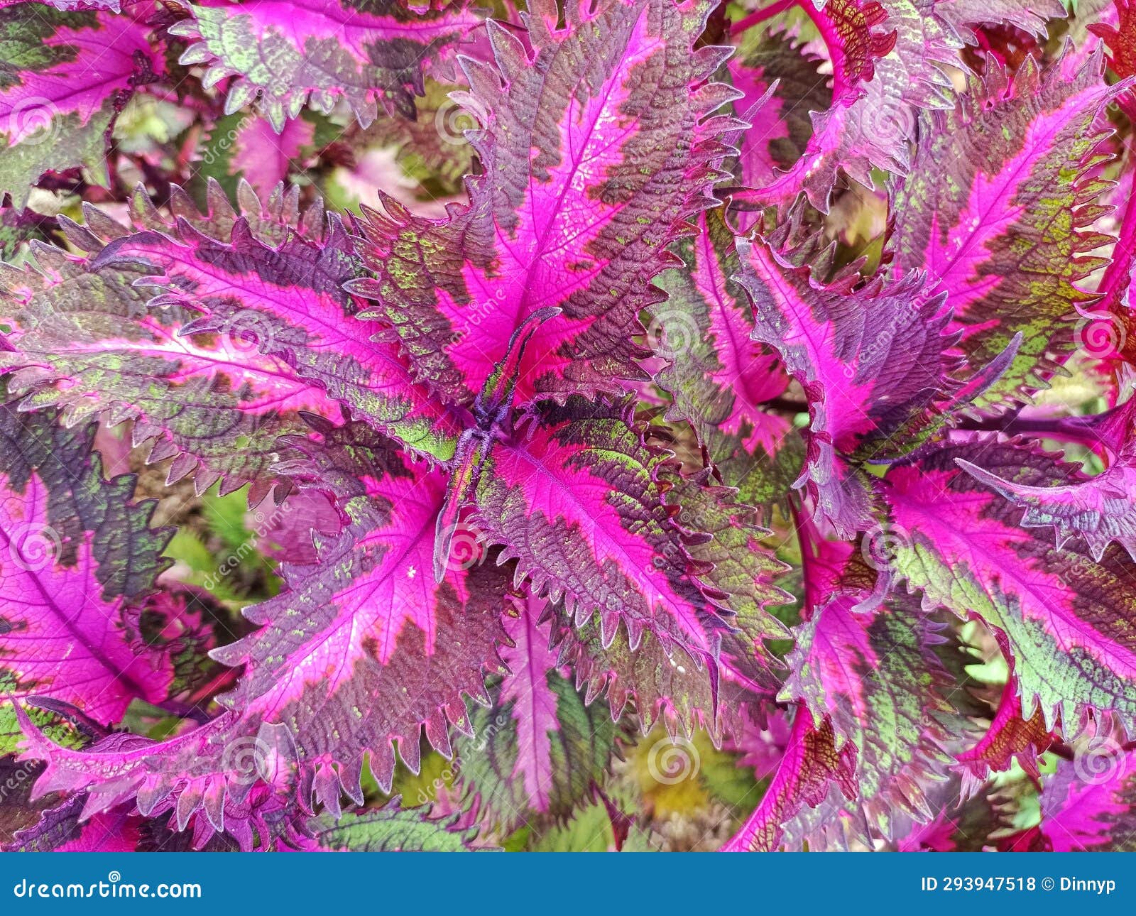 Beautiful Coleus Blumei Benth Flowers Stock Photo - Image of coleus ...