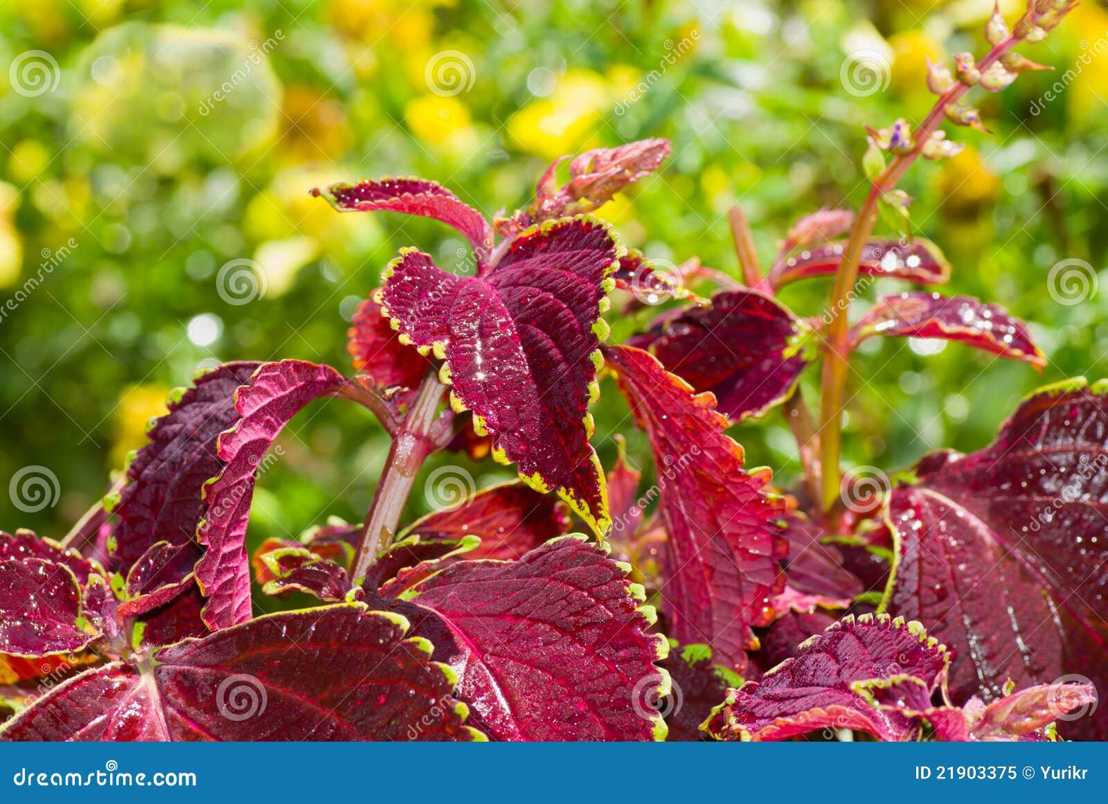 Beautiful Coleus flower stock image. Image of colorful - 21903375