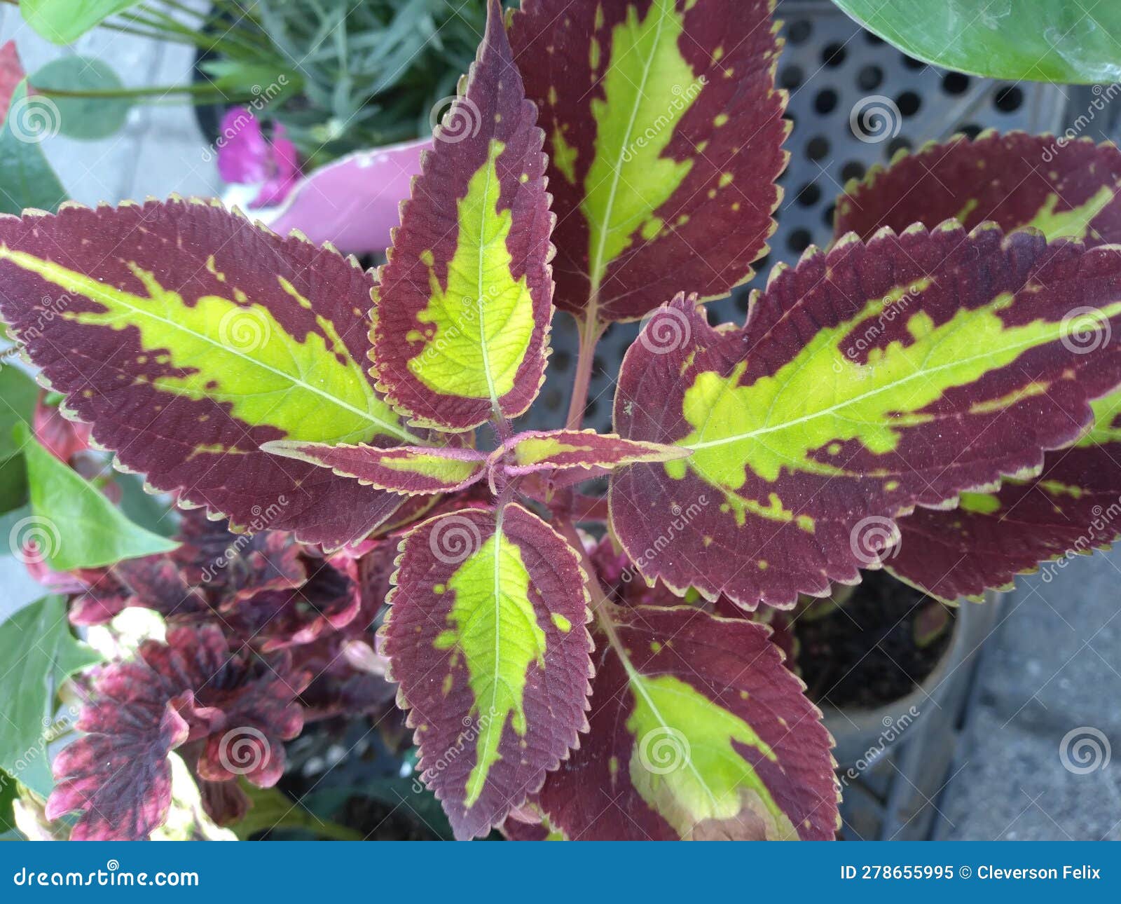 A beautiful coleus foliage stock image. Image of botanical - 278655995