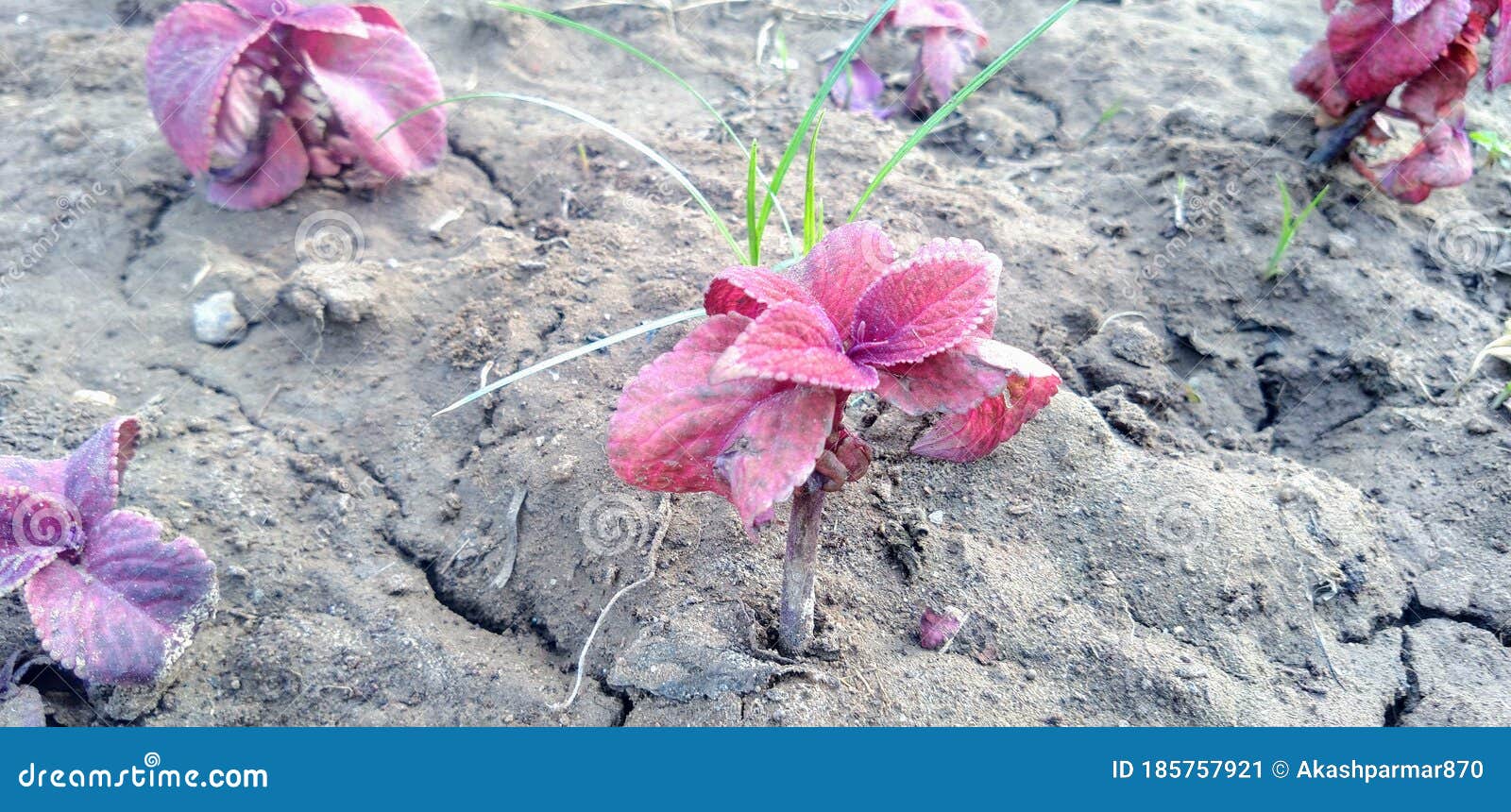 Beautiful Coleus Plant in the Garden. Stock Image - Image of outdoor ...