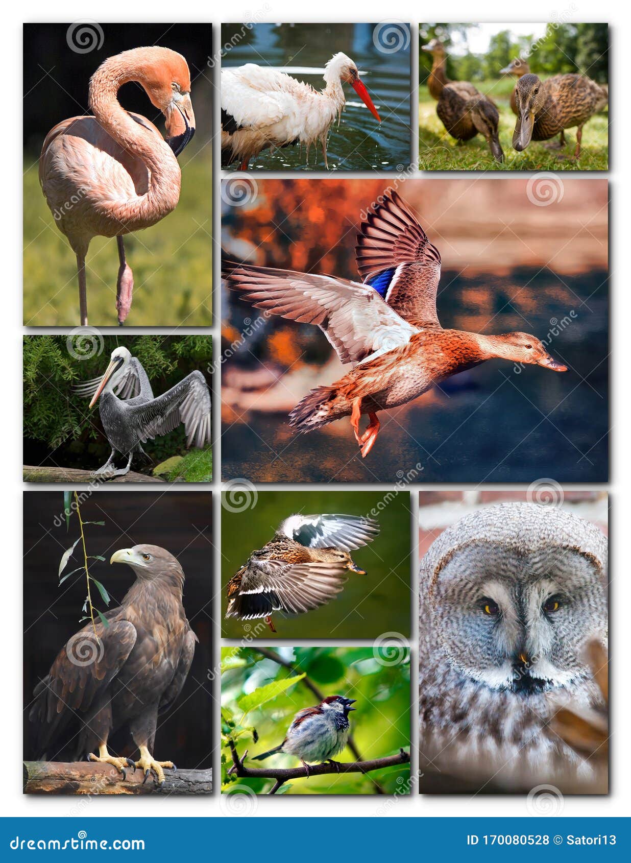 Beautiful Collage of Different Birds Stock Photo - Image of ornithology ...