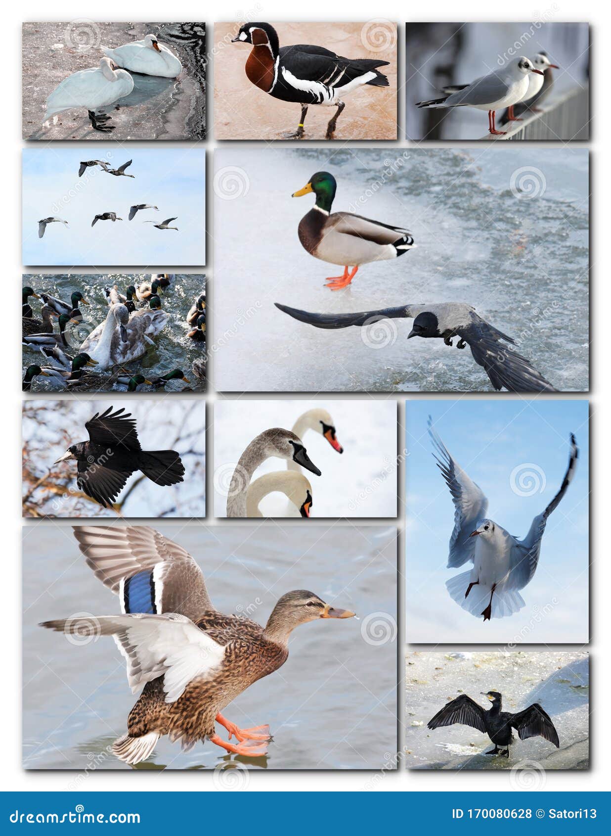 Beautiful Collage of Different Birds Stock Photo - Image of wild ...