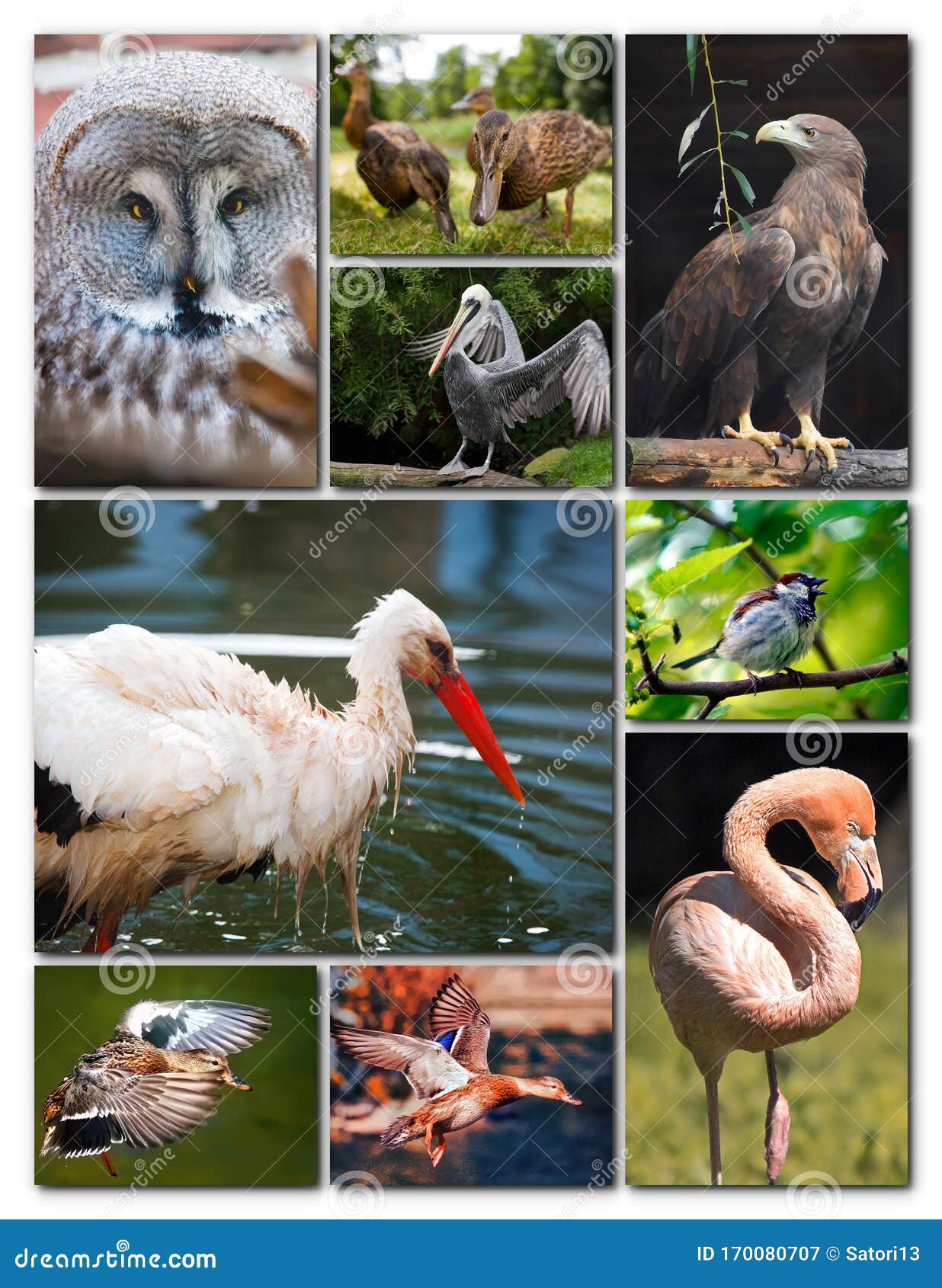 Beautiful Collage of Different Birds Stock Image - Image of bird ...