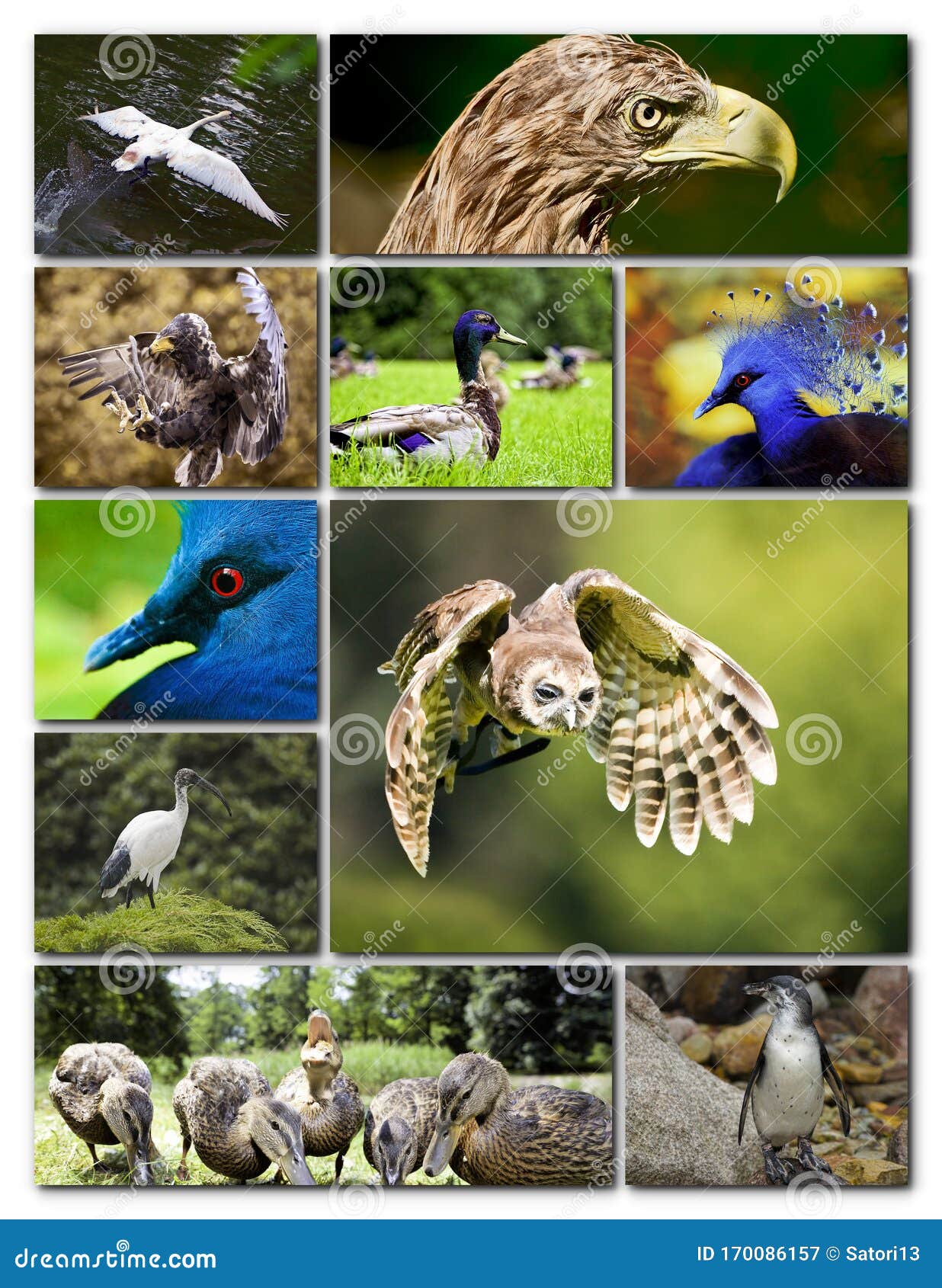 Beautiful Collage of Different Birds Stock Image - Image of vertebrate ...