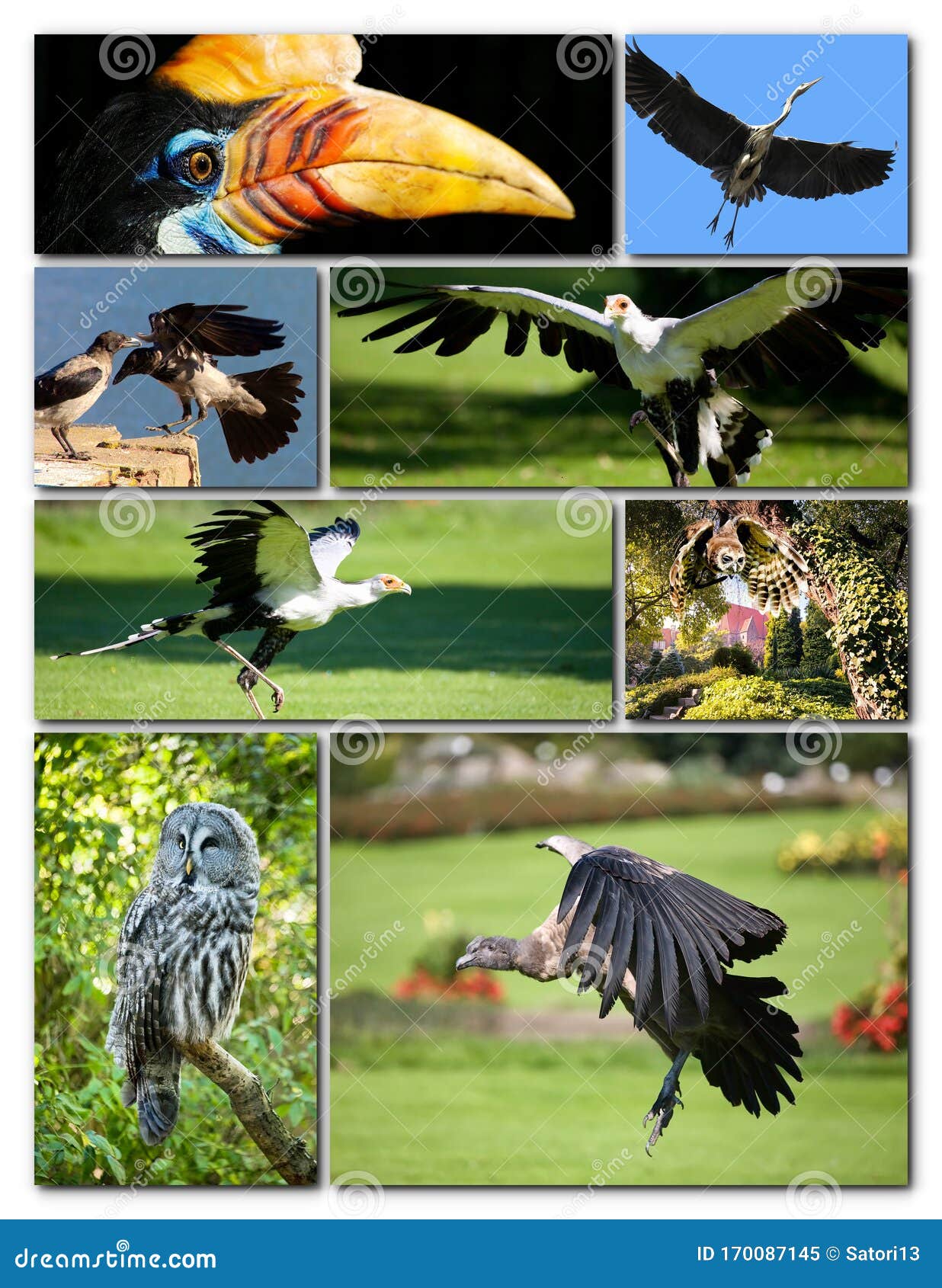 Beautiful Collage of Different Birds Stock Image - Image of green ...