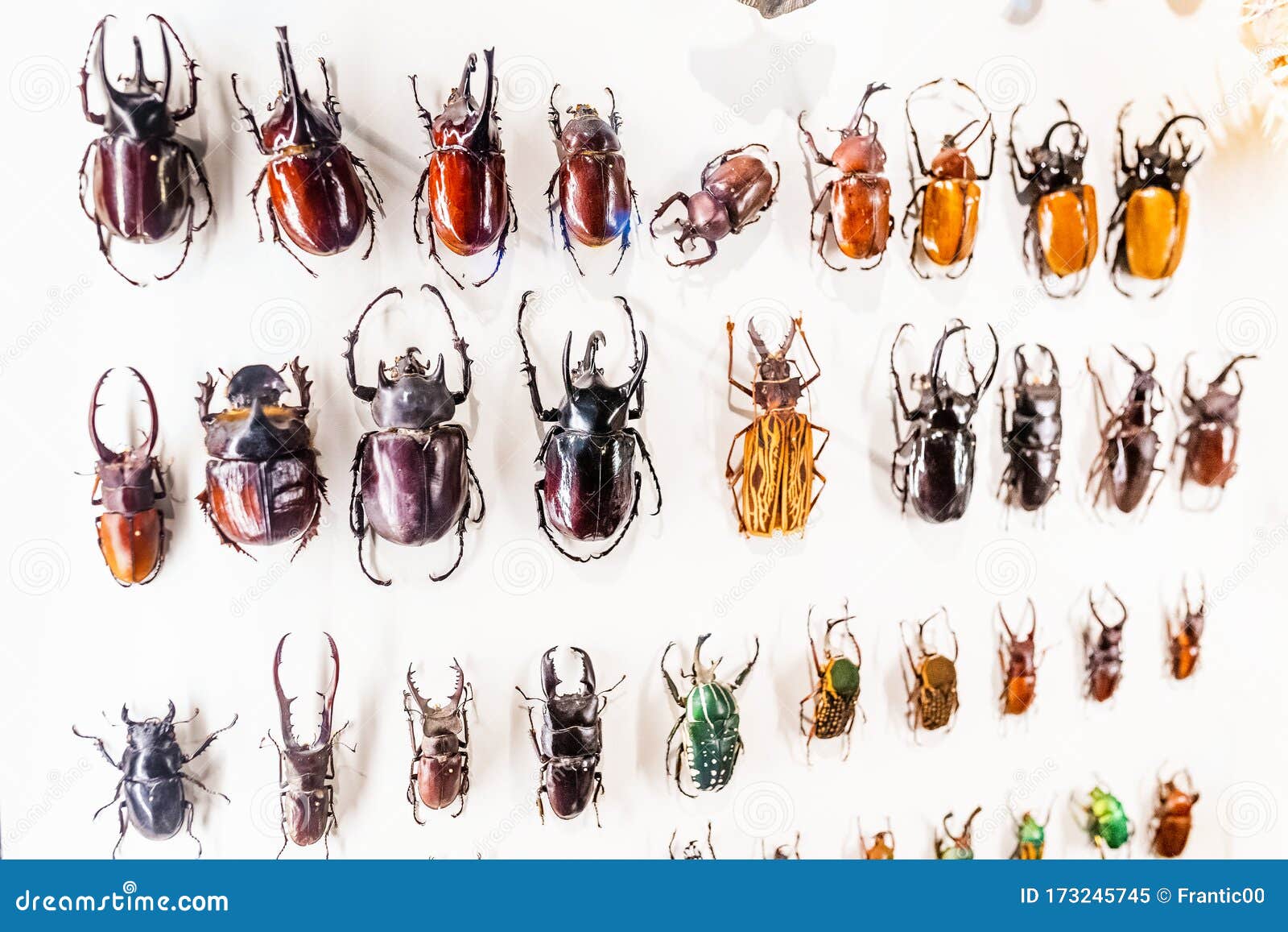 Collection of Beetles and Bugs Stock Image - Image of invertebrate ...