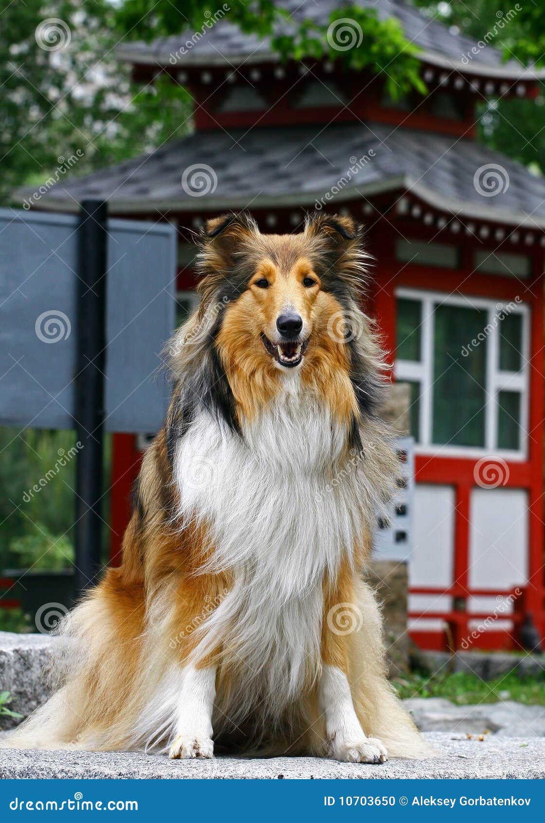 Beautiful collie dog stock photo. Image of teeth, view - 10703650