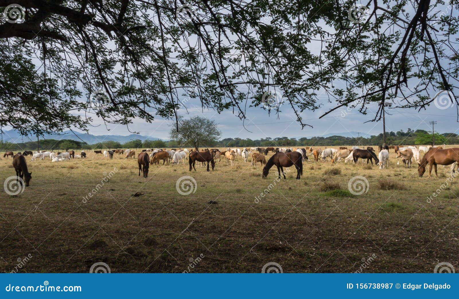The Beautiful Colombian Landscape Stock Image - Image of blue, animals ... The Beautiful Colombian Landscape Stock Image - Image of blue, animals ...