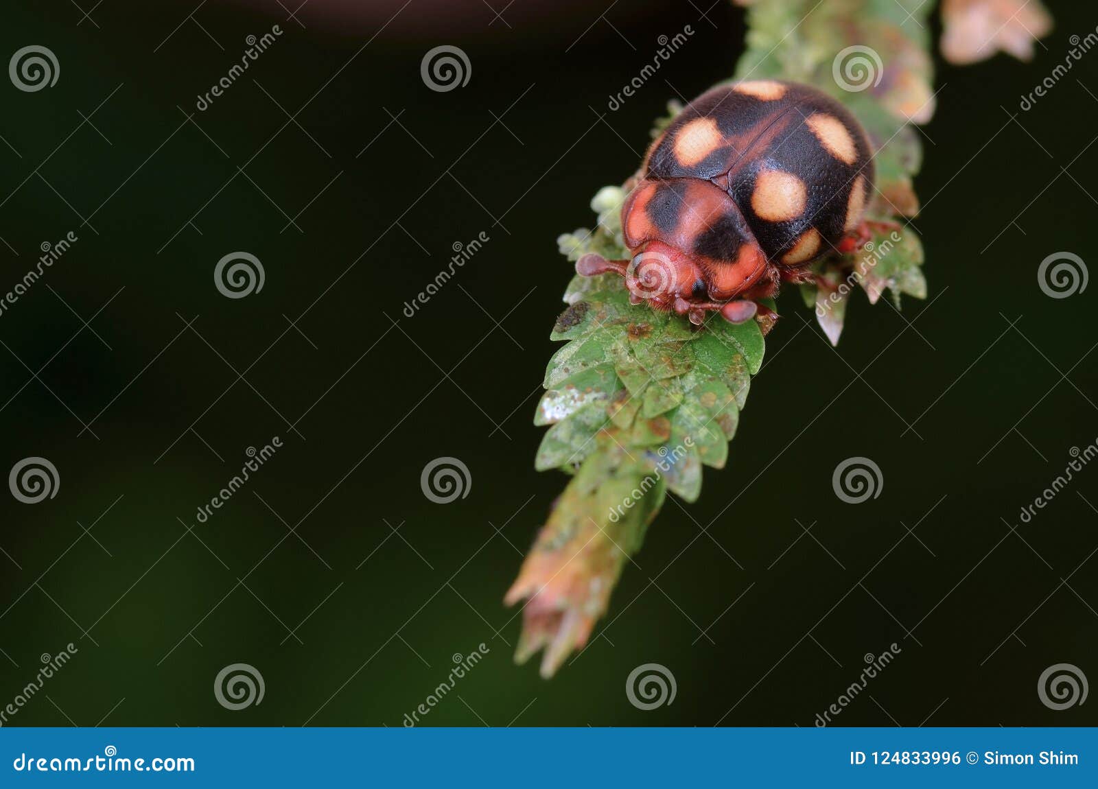 A ladybug-mimicking beetle stock photo. Image of park - 124833996