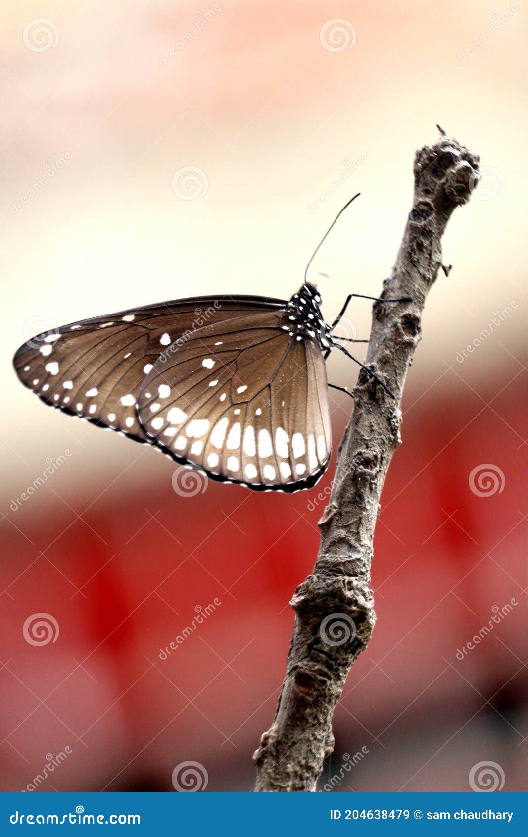 Beautiful color Butterfly stock image. Image of butterfly - 204638479