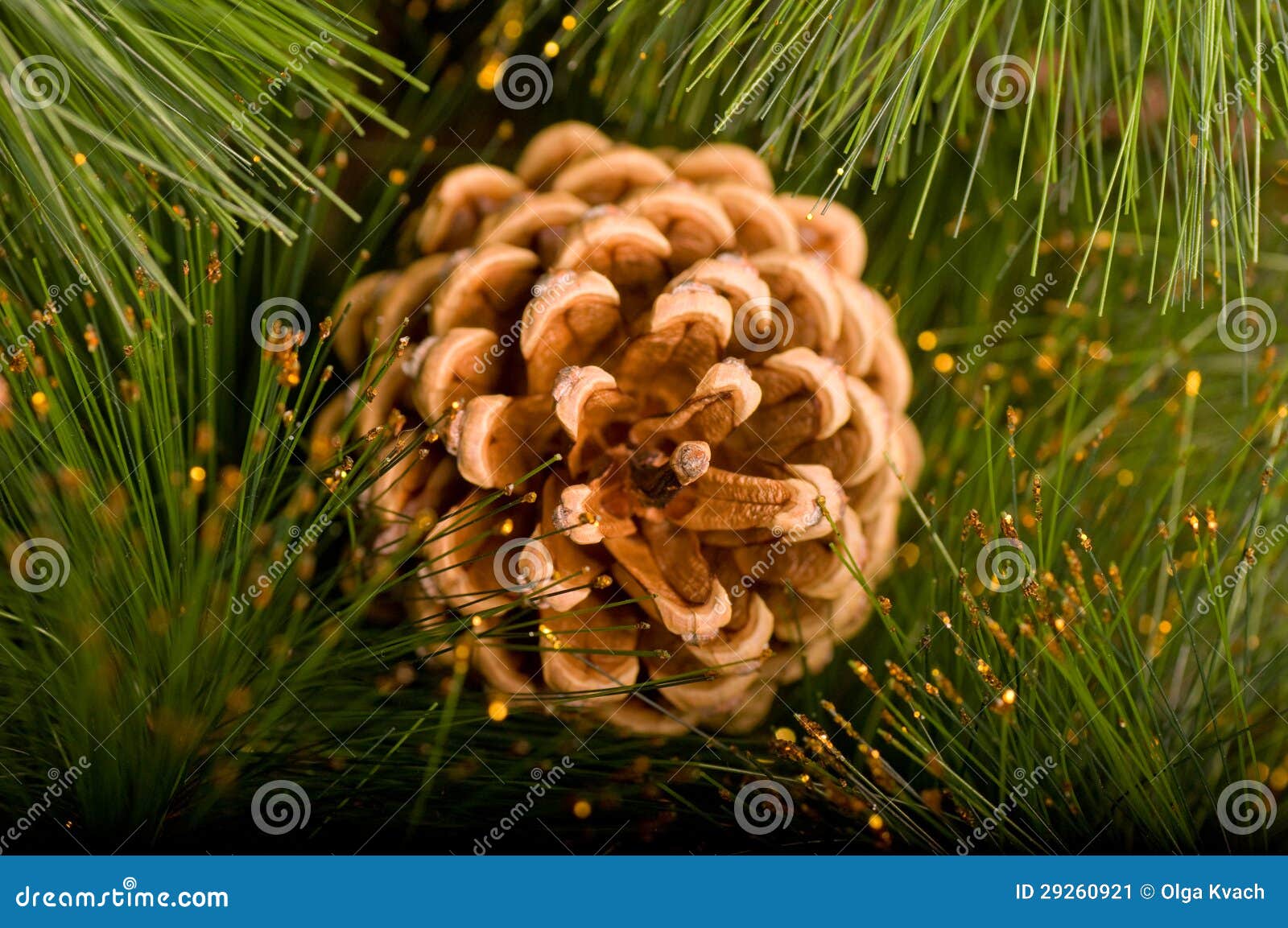 Beautiful Color Christmas Pine Cone Stock Image - Image of leaf, object ...