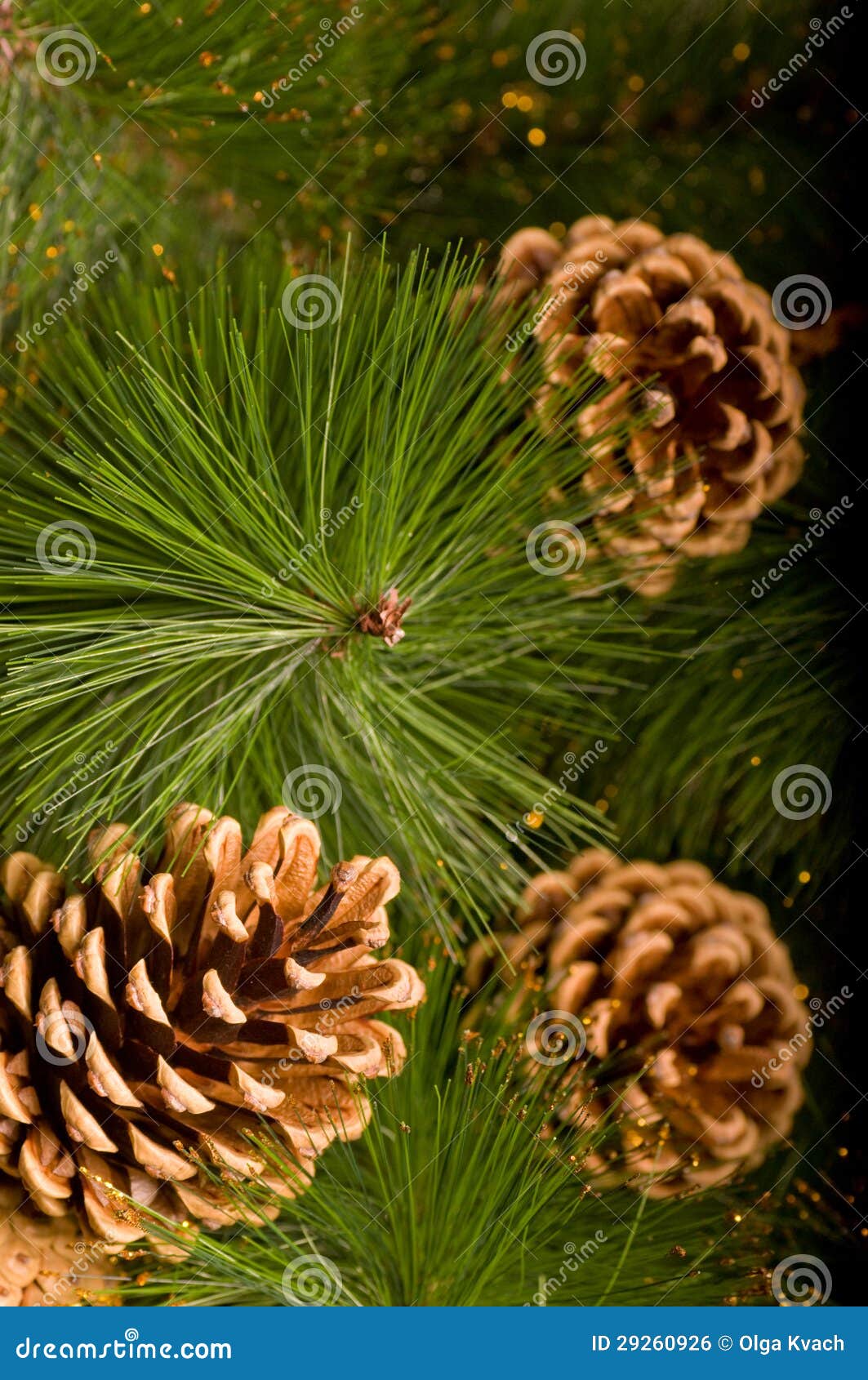 Beautiful Color Christmas Pine Cone Stock Photo - Image of branch ...