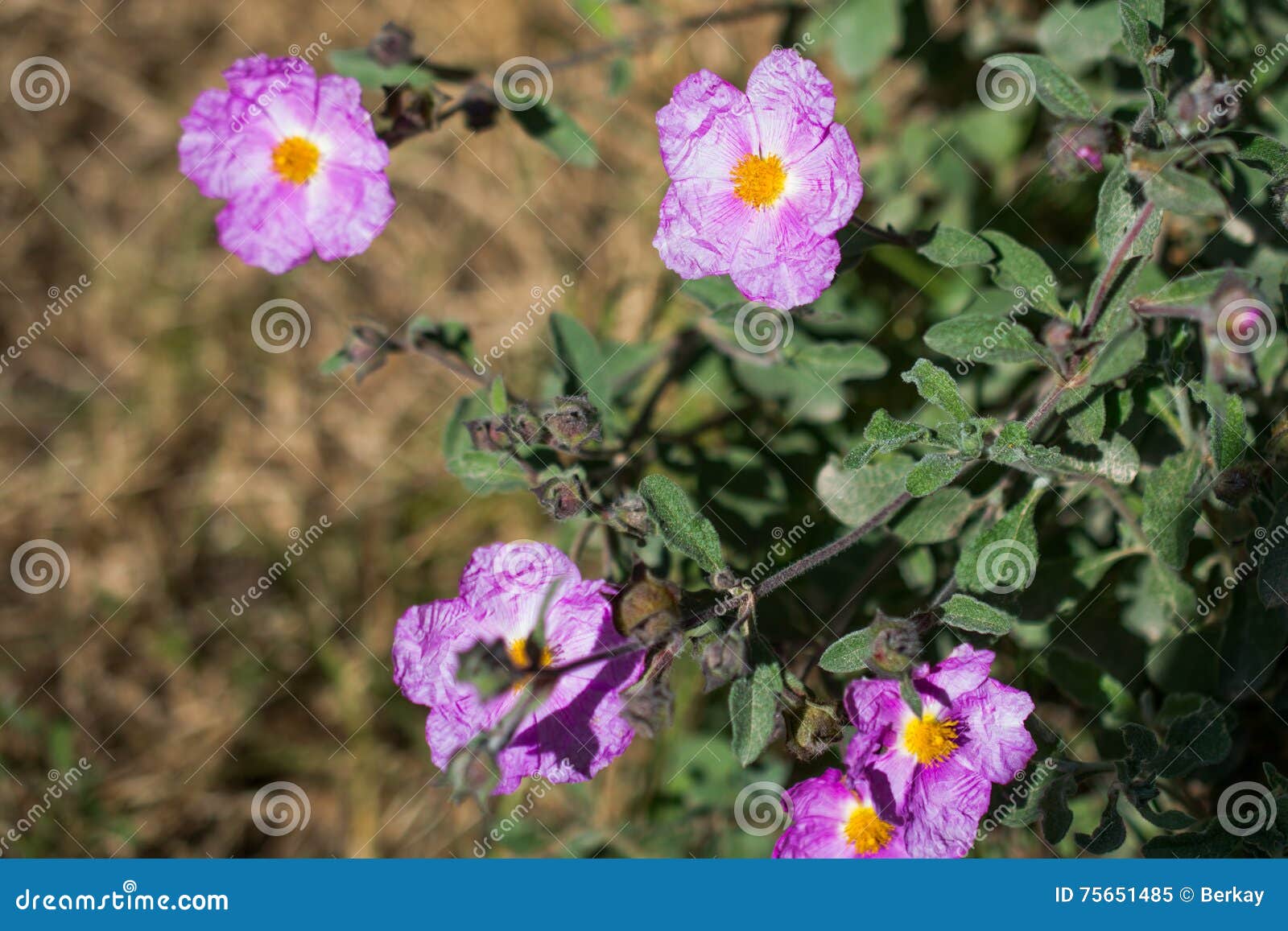 Beautiful color flower stock image. Image of natural - 75651485