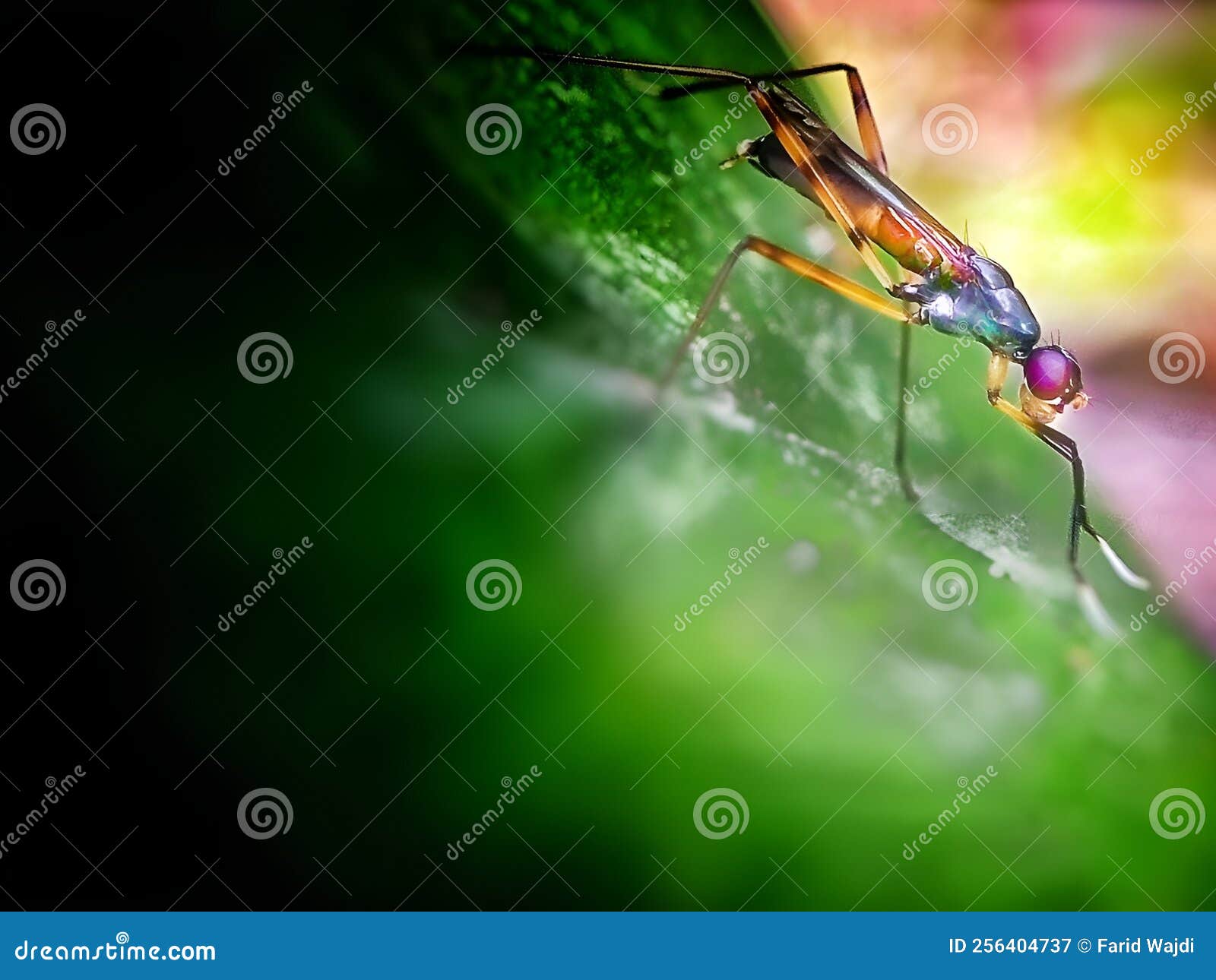 Beautiful Color Insect Stand on Leaves Stock Image - Image of beautiful ...