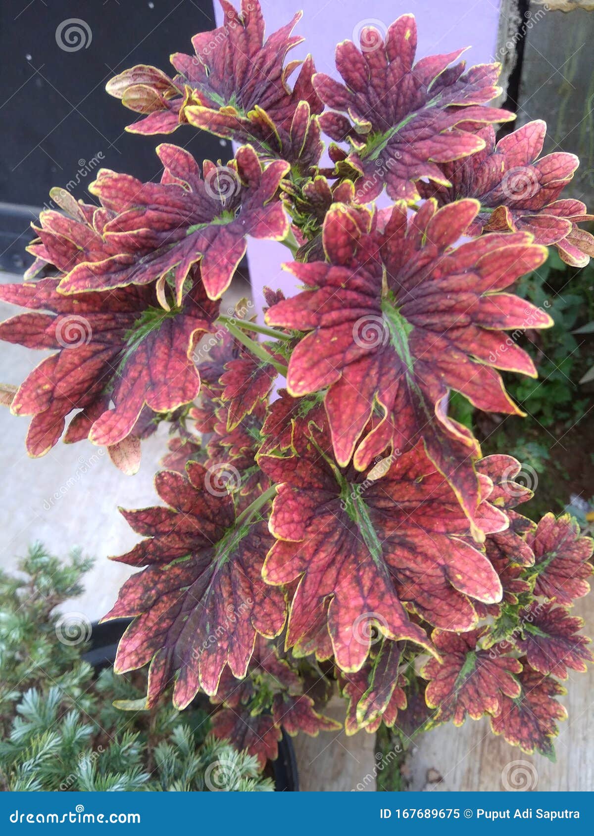 The Beautiful Color of Plant Stock Image - Image of green, abstract ...