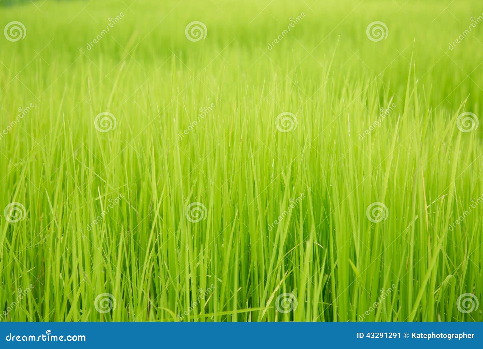 Beautiful Color of Rice Field. Stock Image - Image of cultivate ...