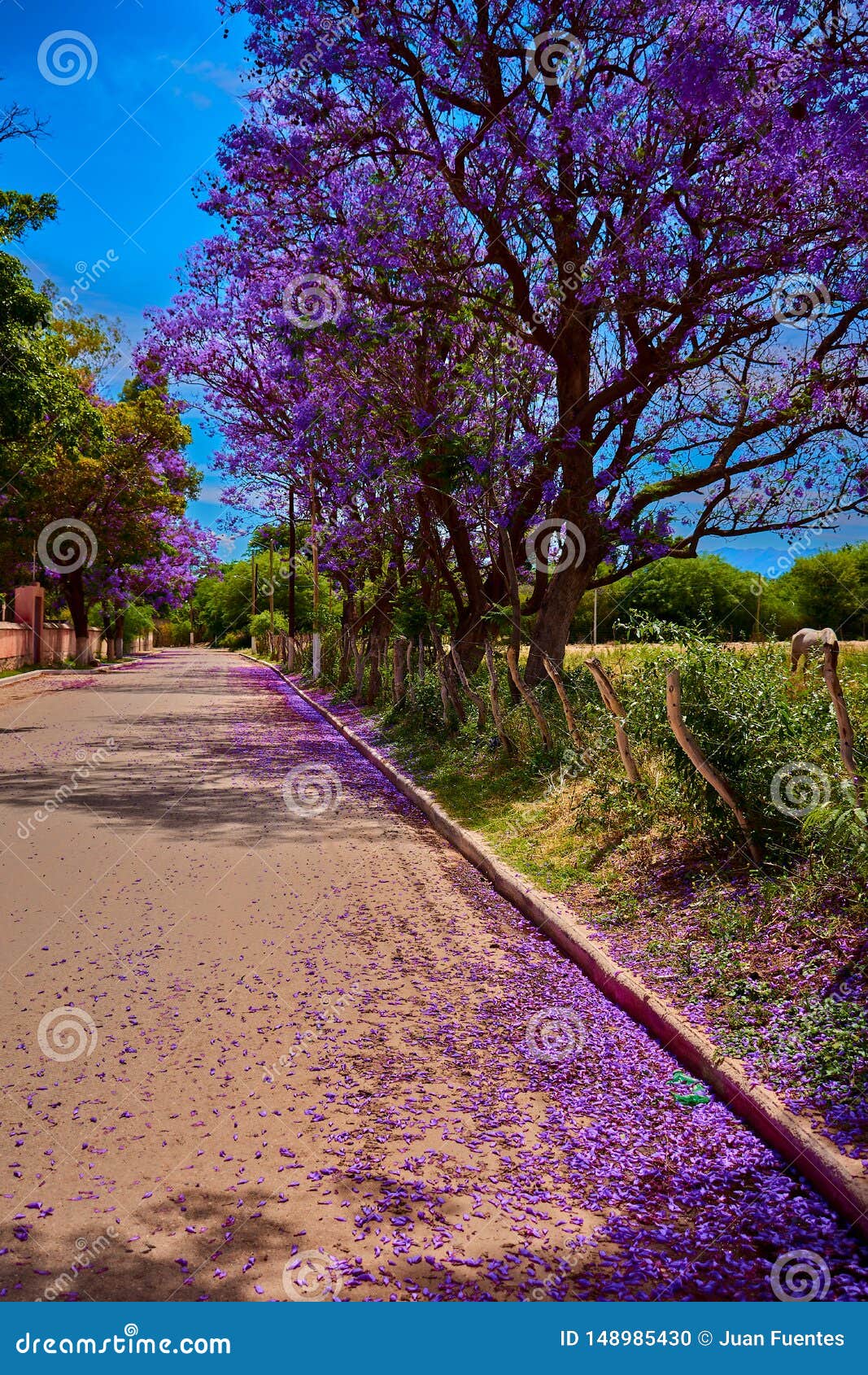 Beautiful color of trees stock photo. Image of summer - 148985430