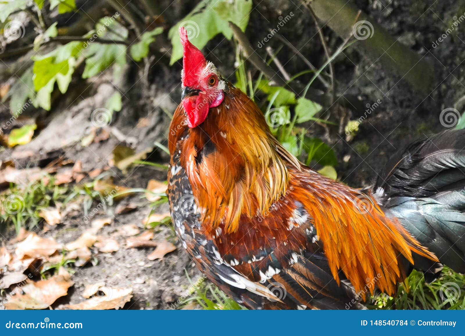 Beautiful Colored Bright Rooster Looks into the Camera on the ...